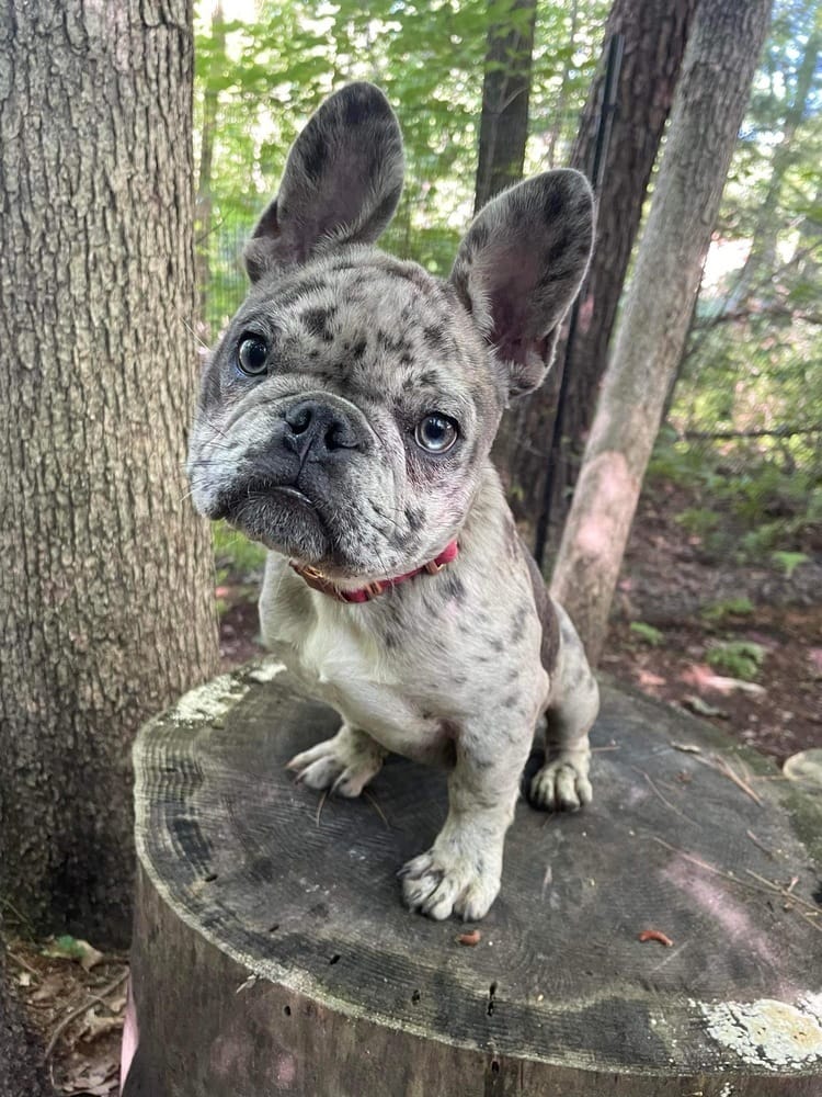 Adopt Maisey Mae Today - Pets TheCountyOffice