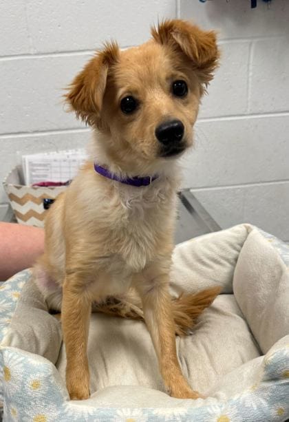 Adopt Nova Lee Today - Pets TheCountyOffice