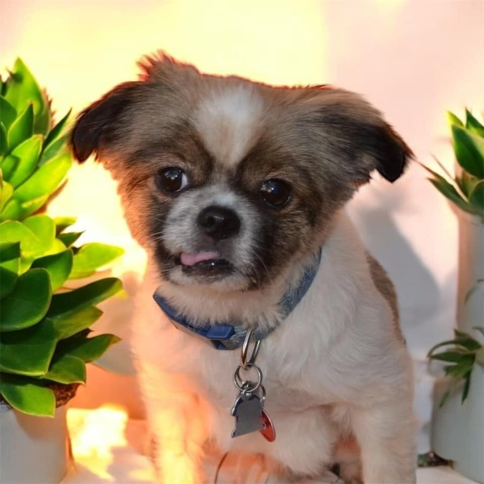 Adopt Coco Today - Pets TheCountyOffice