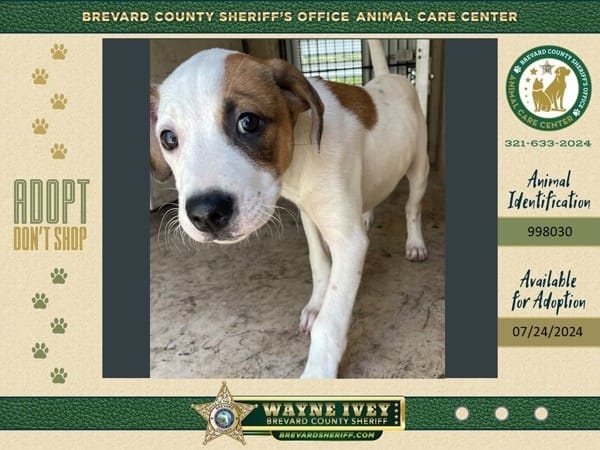 Adopt Wall-E Today - Pets TheCountyOffice