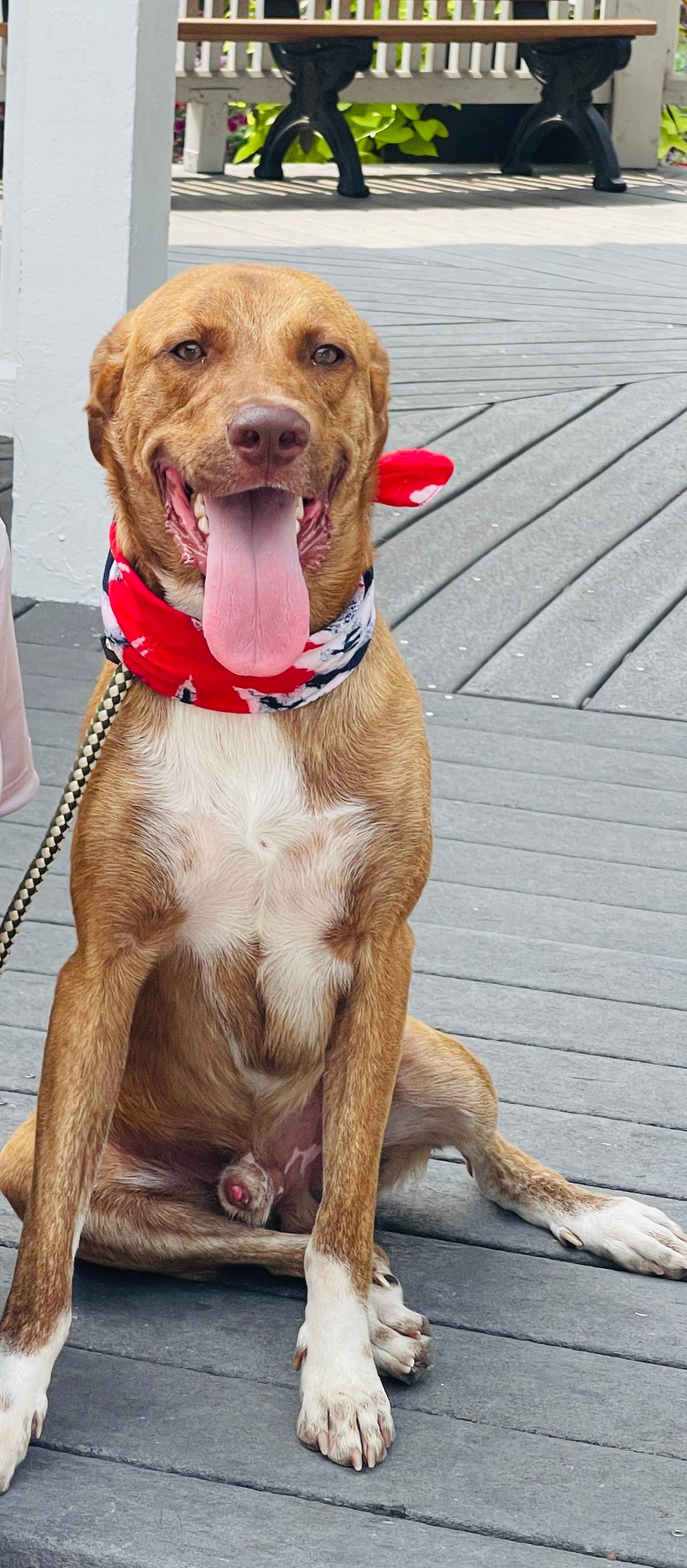 Adopt DAKOTA- great pal! Today - Pets TheCountyOffice