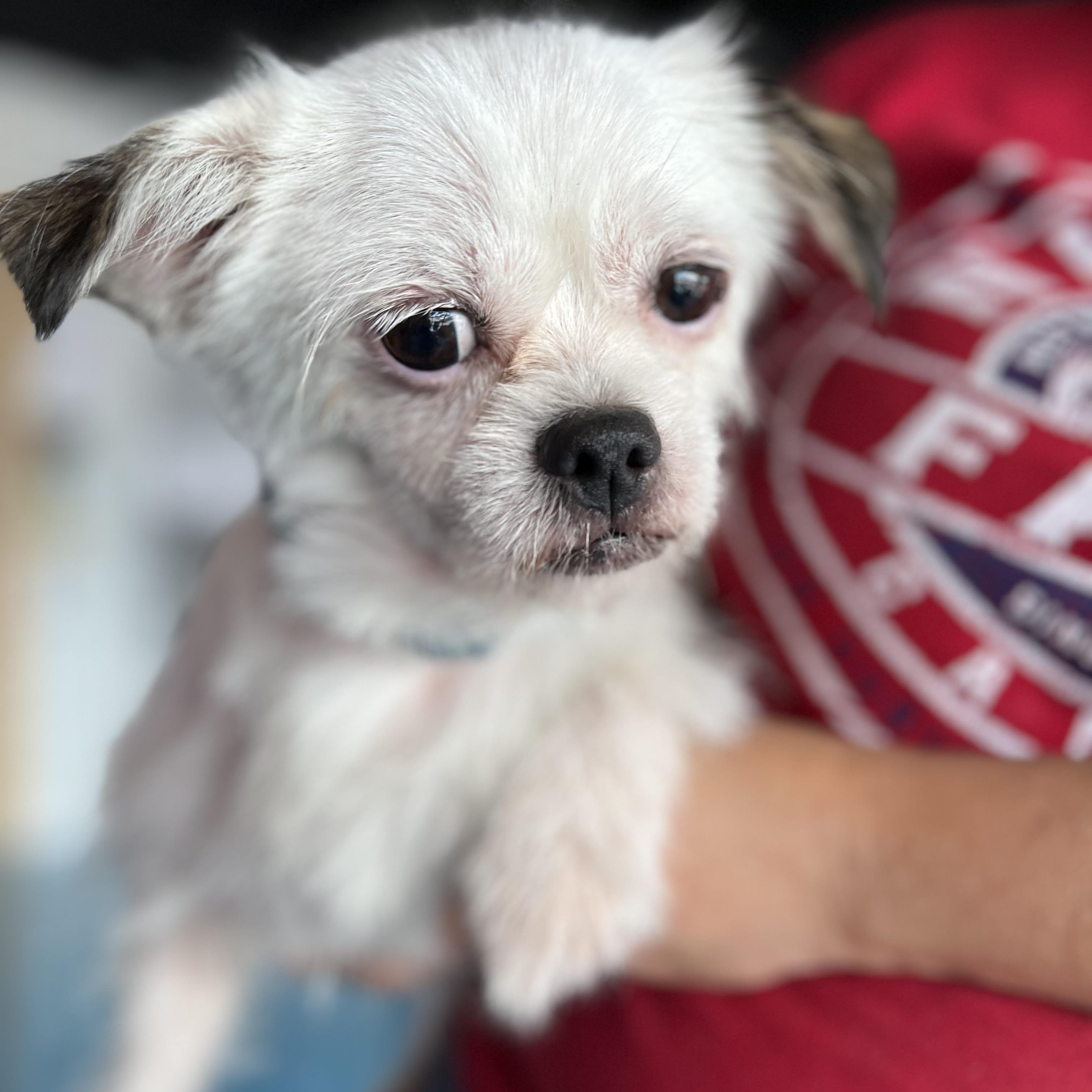 Adopt Cuchi Today - Pets TheCountyOffice
