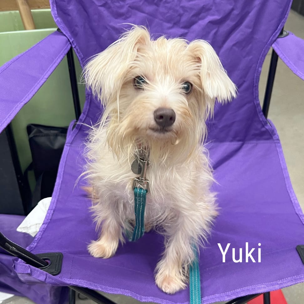 Adopt Yuki Today - Pets TheCountyOffice