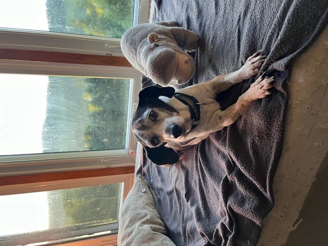 Adopt Sir Dog de Dog, the perfect "dog star" you can't stop hugging ...