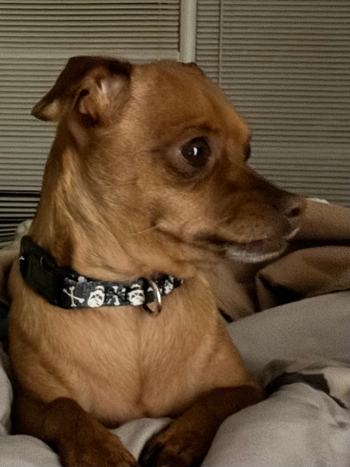 Adopt Coco Today - Pets TheCountyOffice