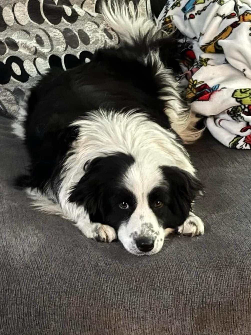 Adopt Poppy Today - Pets TheCountyOffice