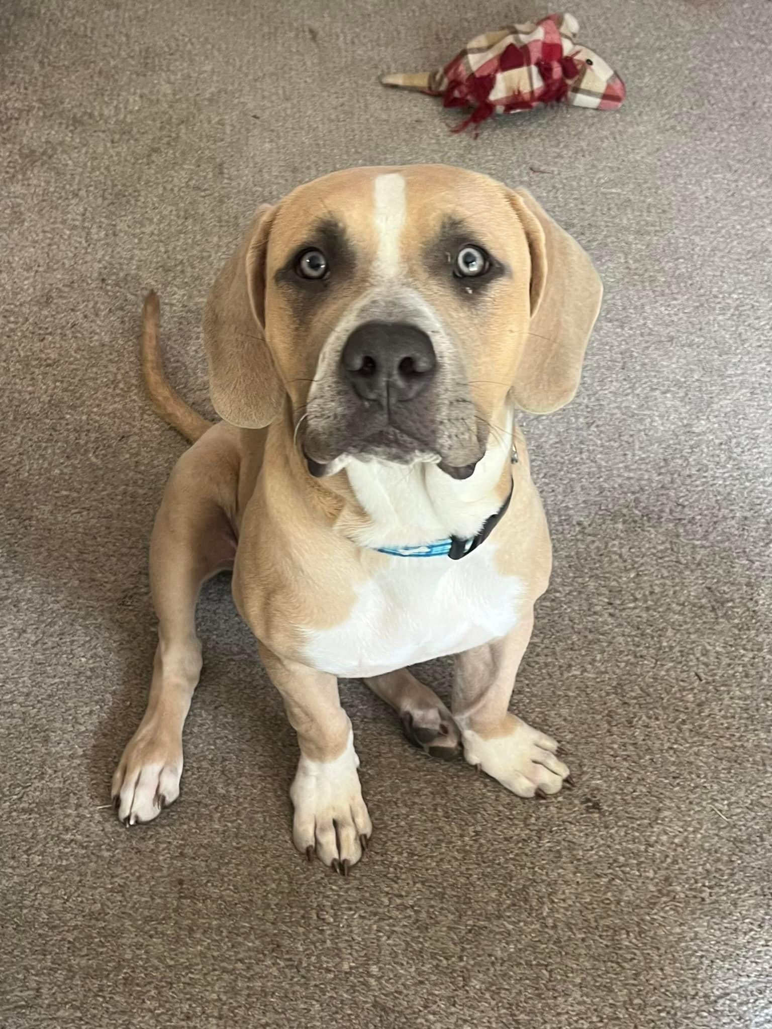 Adopt Rhett Butler Today - Pets TheCountyOffice