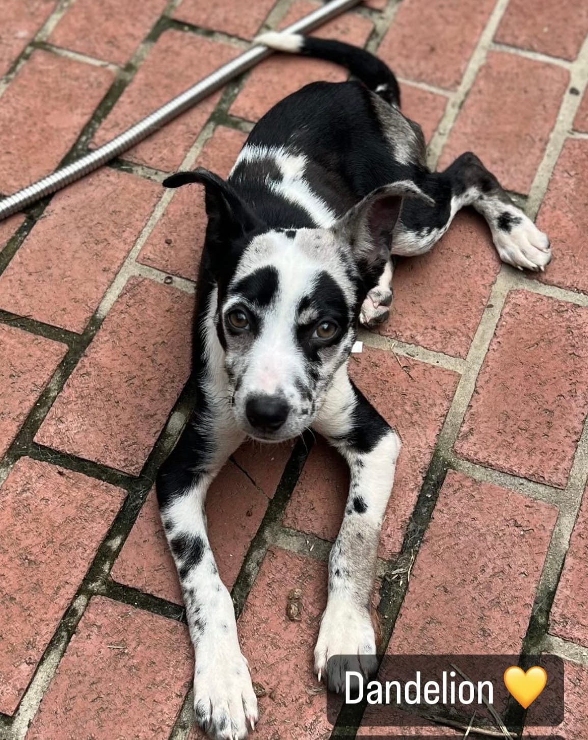 Adopt Dandelion Today - Pets TheCountyOffice