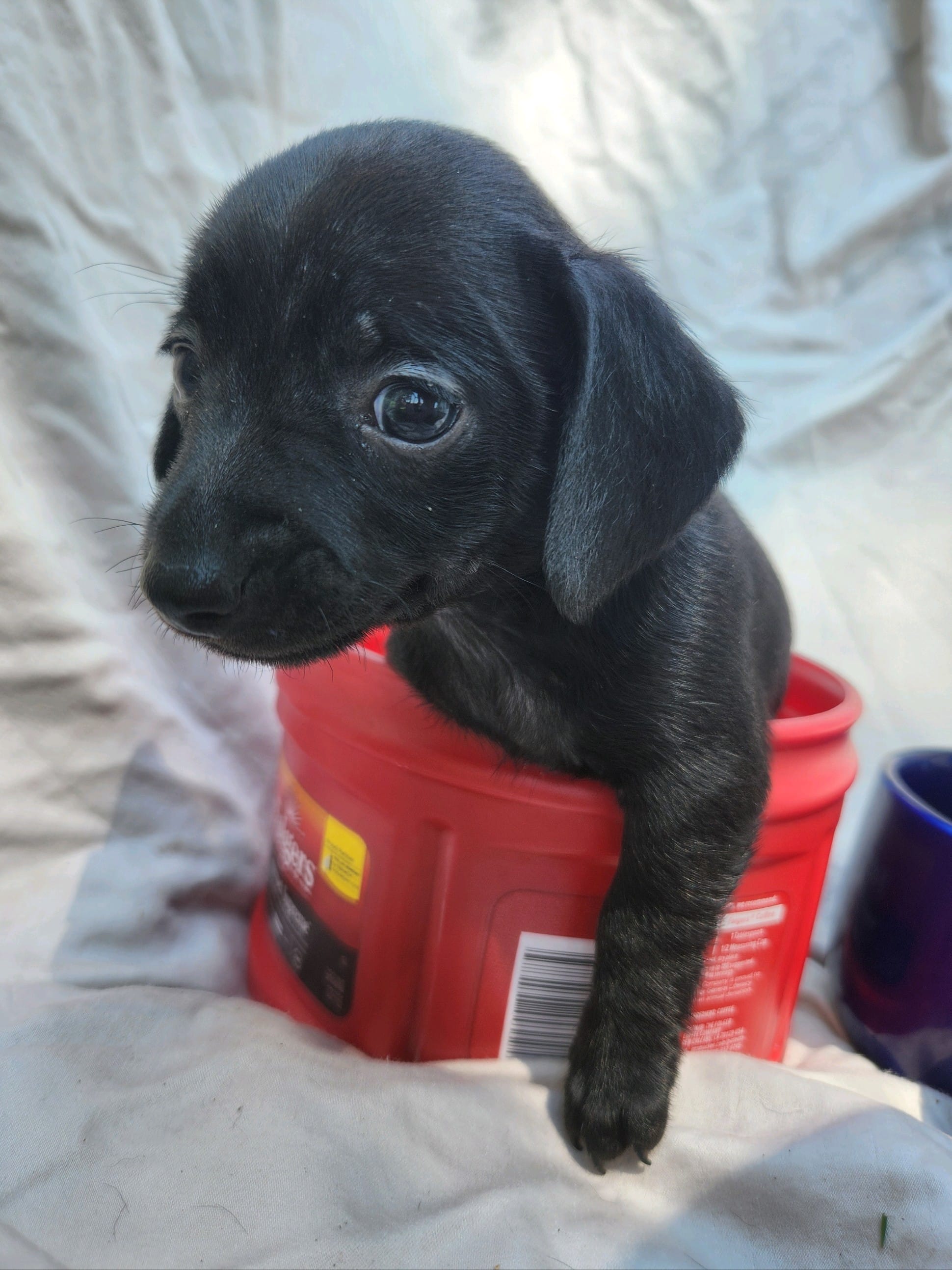 Adopt Kappa Today - Pets TheCountyOffice