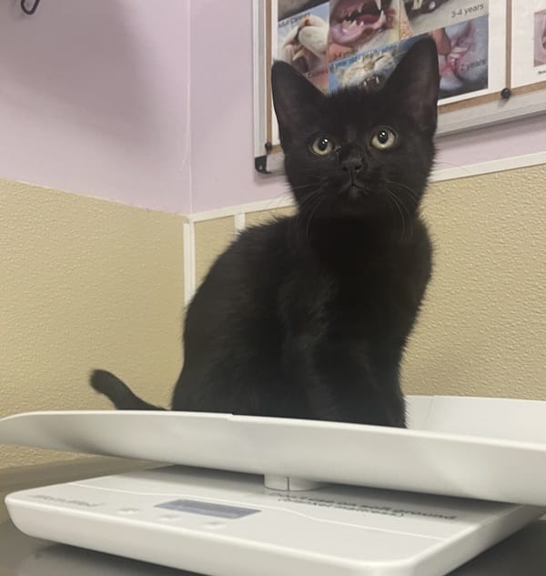 Adopt Billy Boss Today - Pets TheCountyOffice