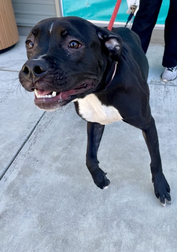 Adopt Deebo Today - Pets TheCountyOffice