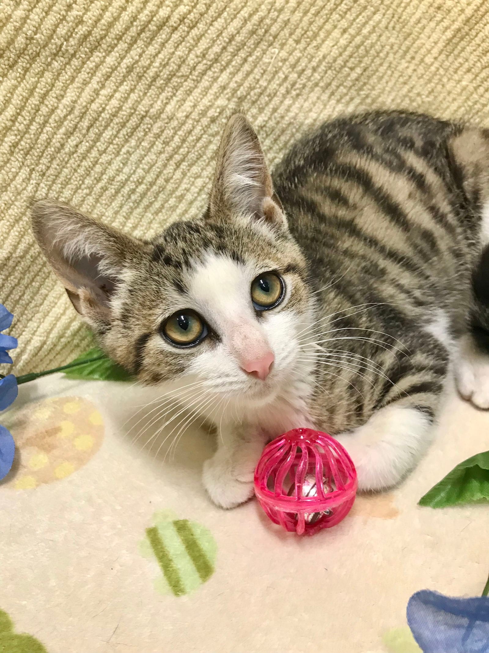 Adopt O'Malley Today - Pets TheCountyOffice