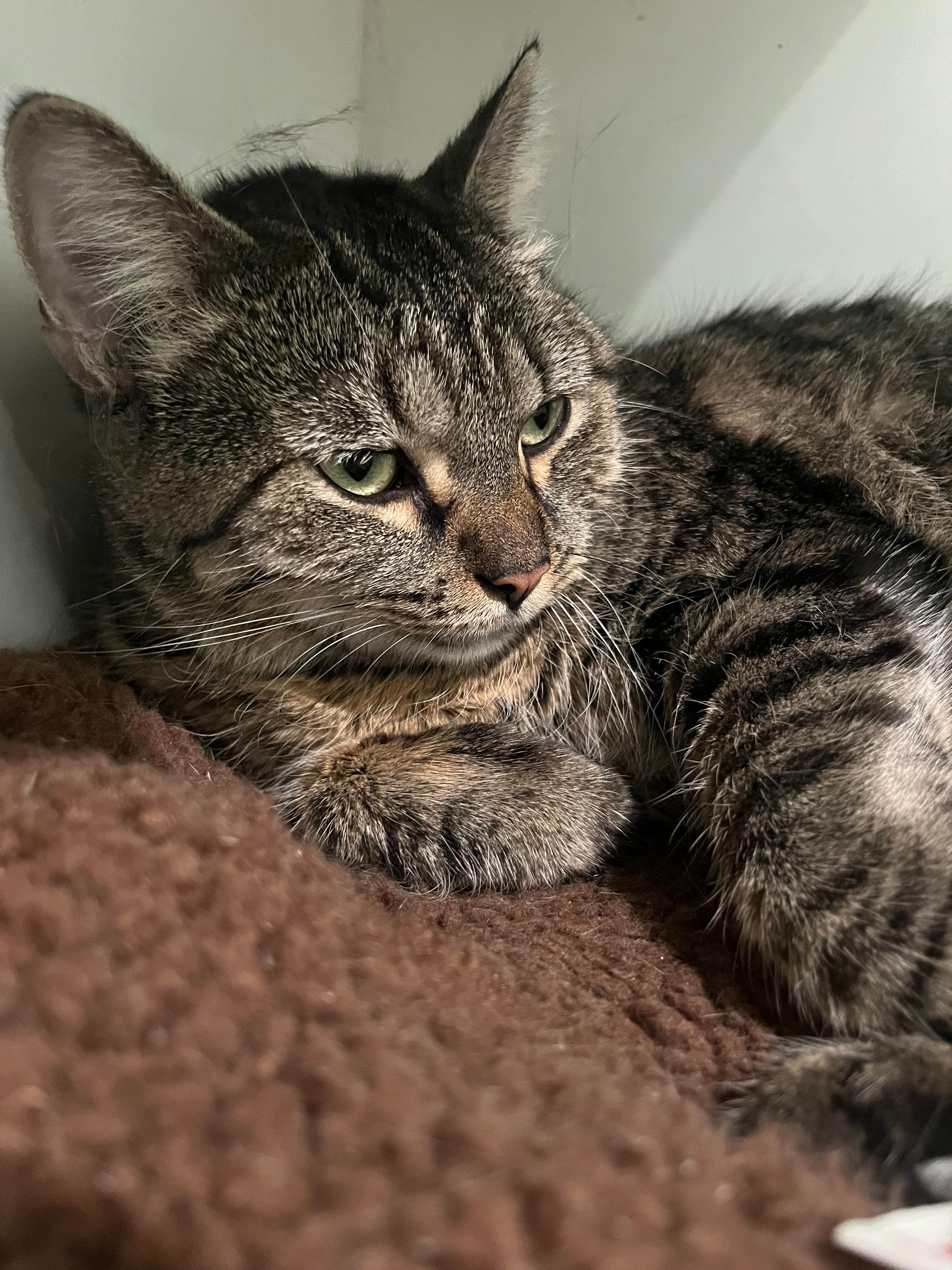 Adopt Treble Today - Pets TheCountyOffice