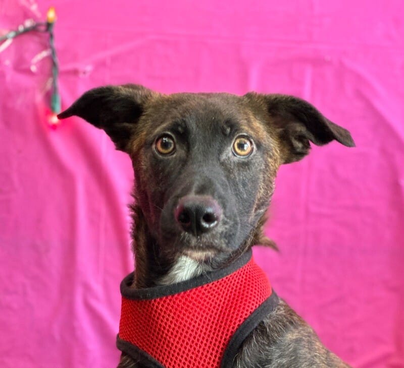 10 Most Popular Dog Breeds in 2024 - Find Paw Pal