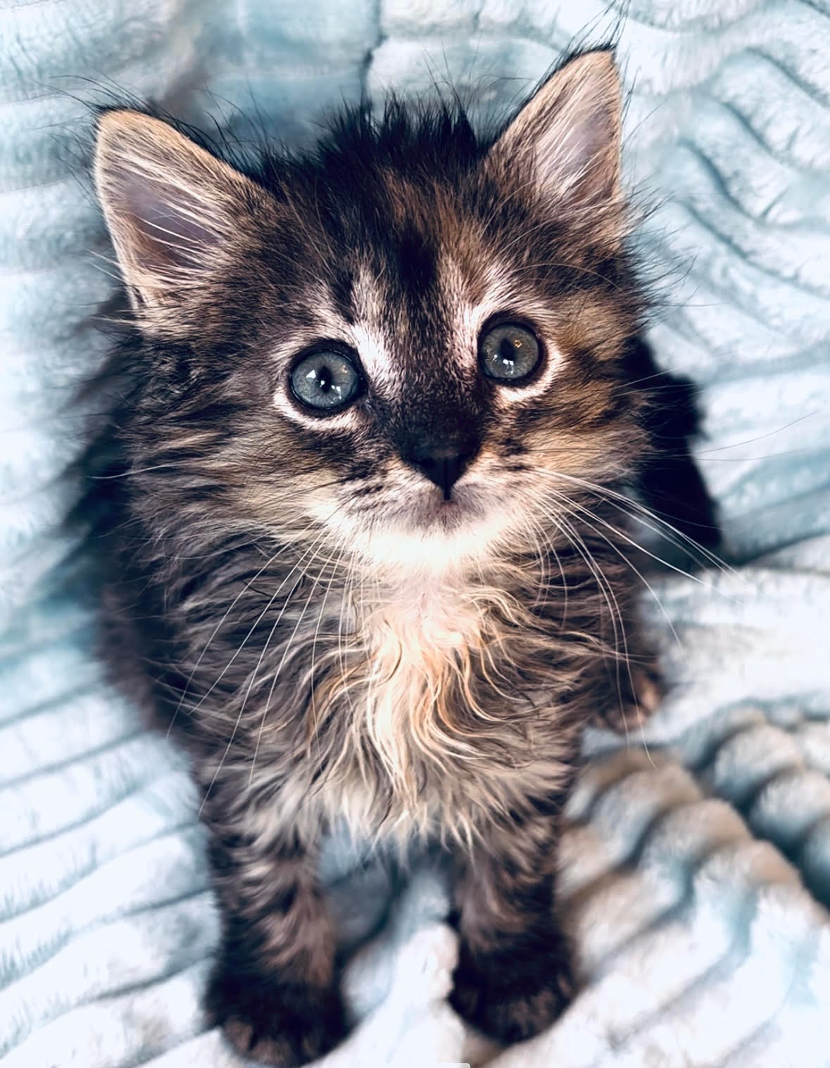 Adopt Furball Today - Pets TheCountyOffice