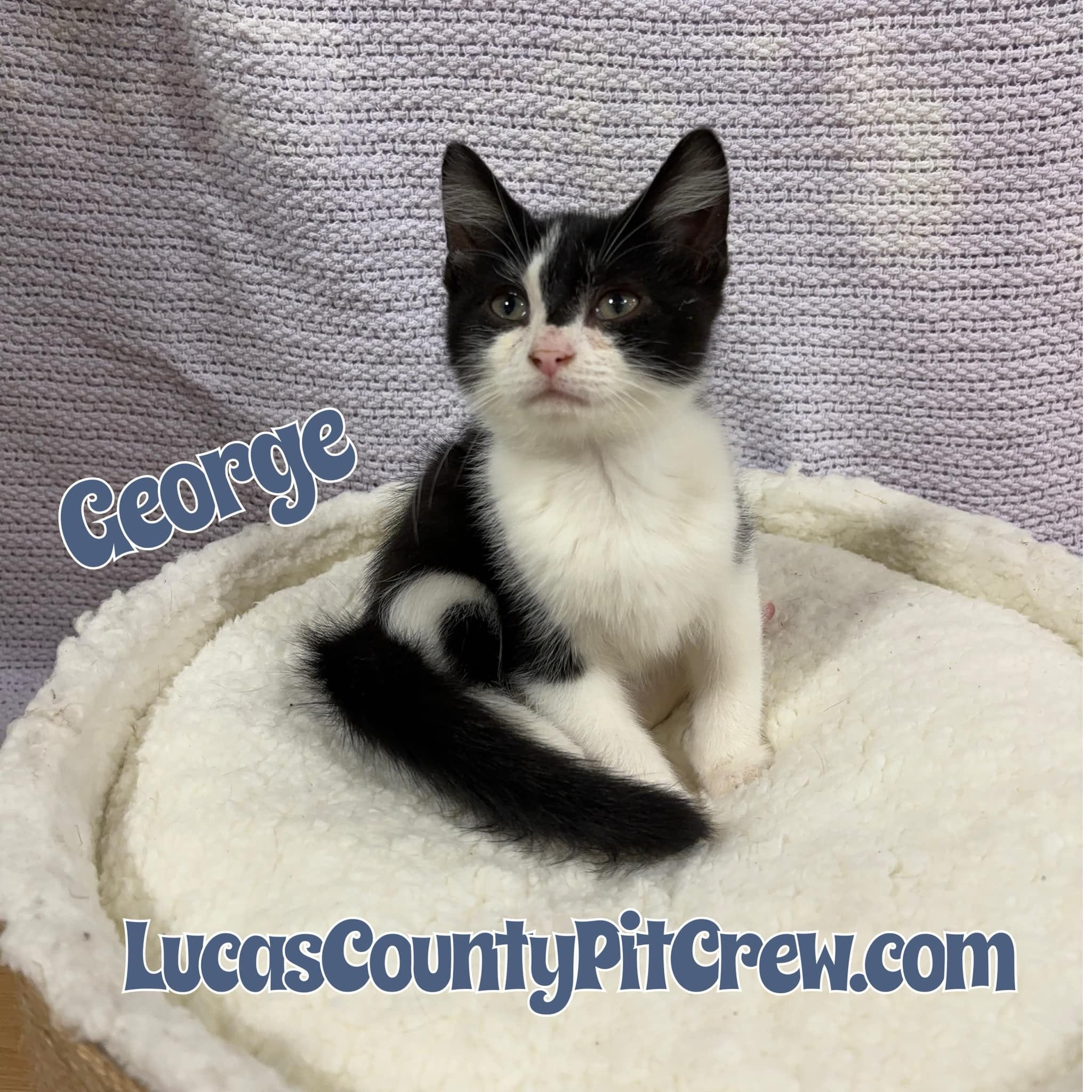 Adopt George Today - Pets TheCountyOffice