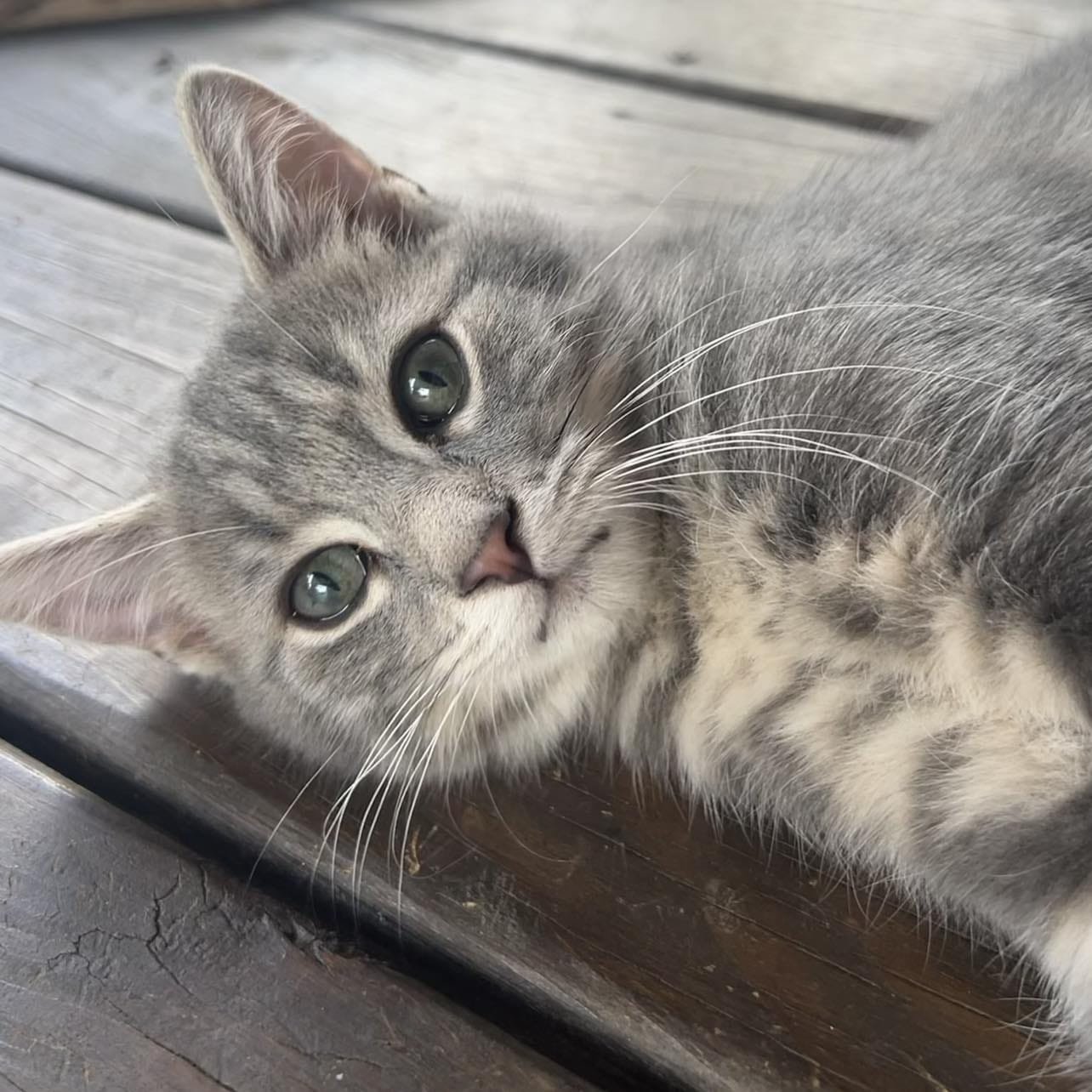 Adopt Arthur Today - Find Paw Pal