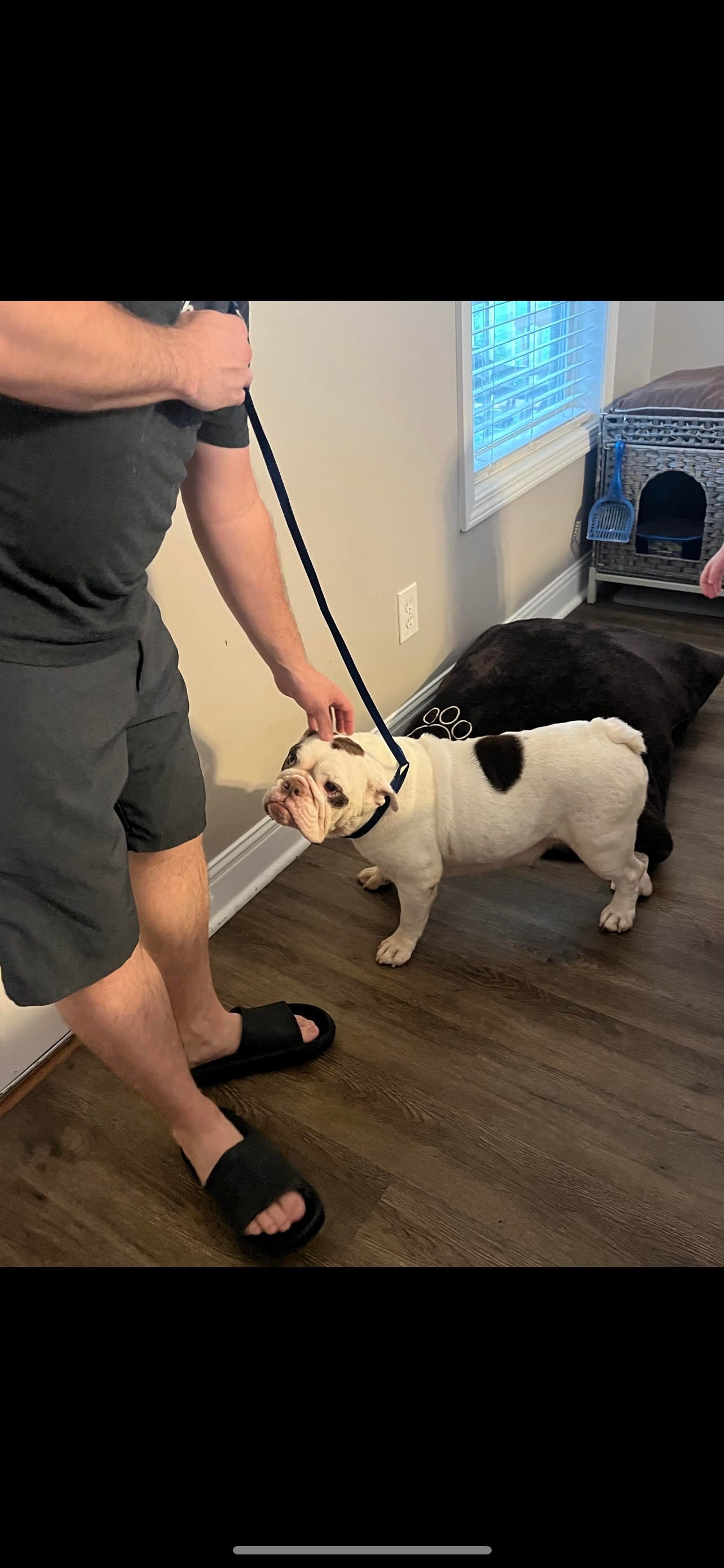 Adopt Bama Today - Pets TheCountyOffice