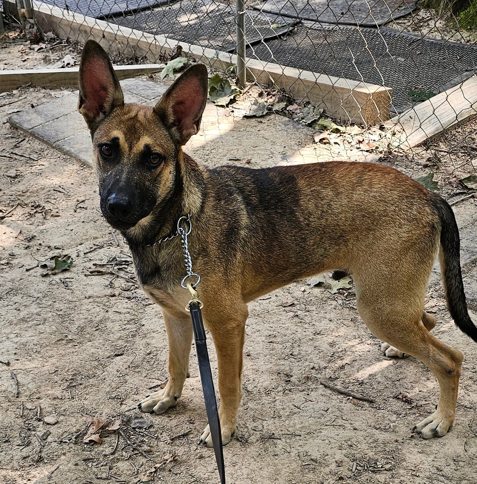 Adopt German Shepherd pups Today - Pets TheCountyOffice