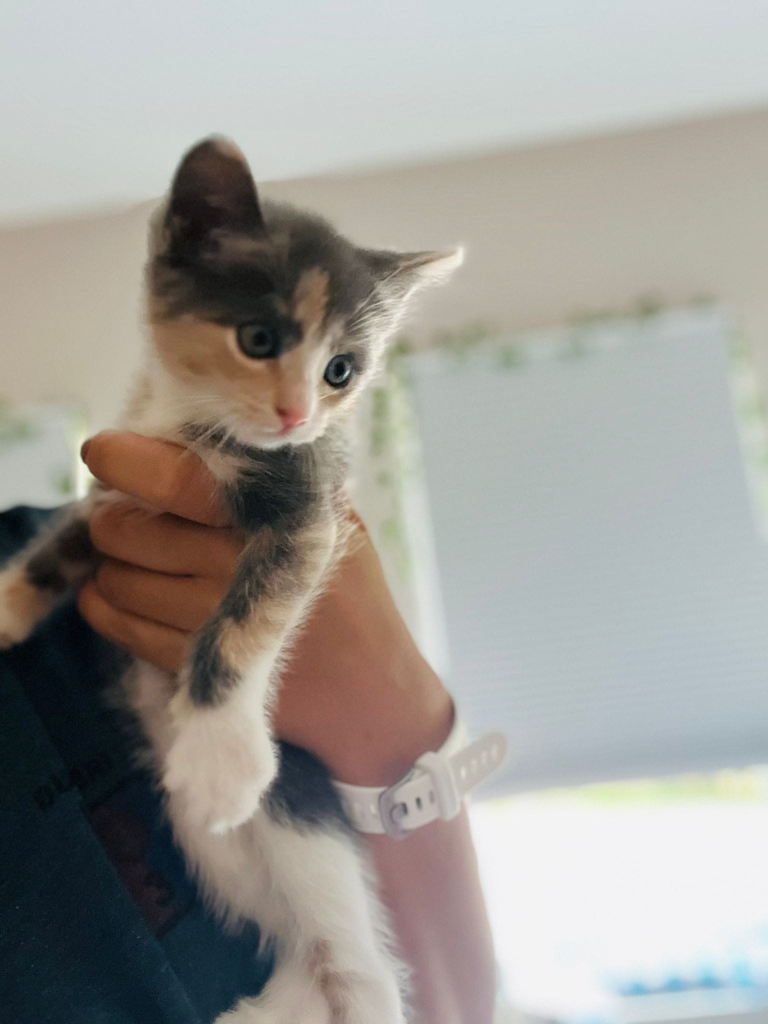 Adopt Mama Ava Kitten: Leah Today - Pets TheCountyOffice