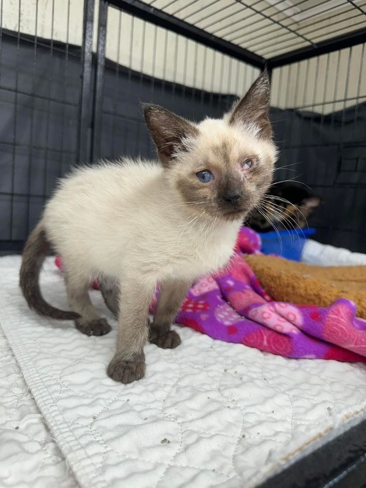 Adopt Sebastian Today - Pets TheCountyOffice