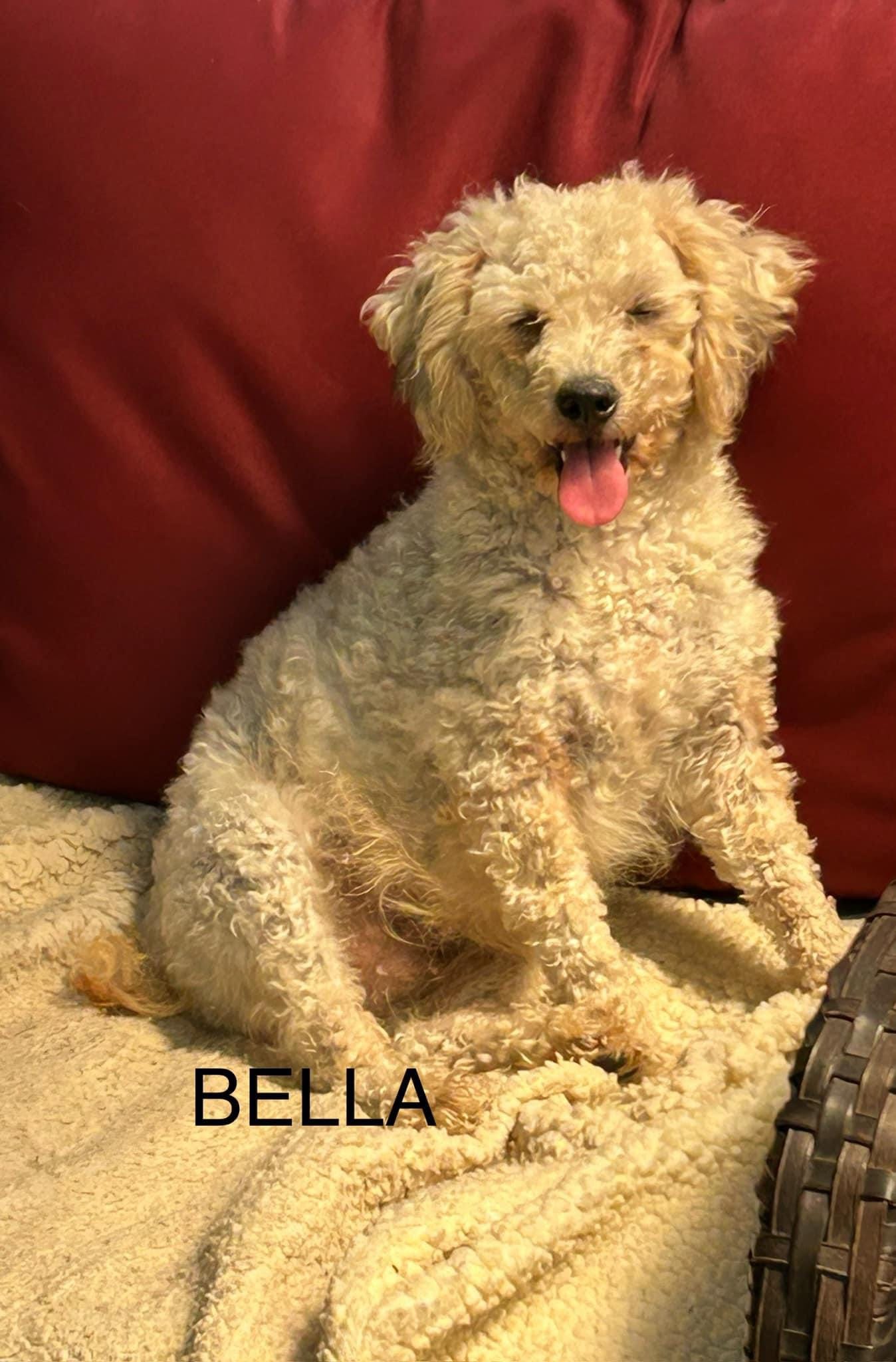 Adopt Bella Today - Pets TheCountyOffice