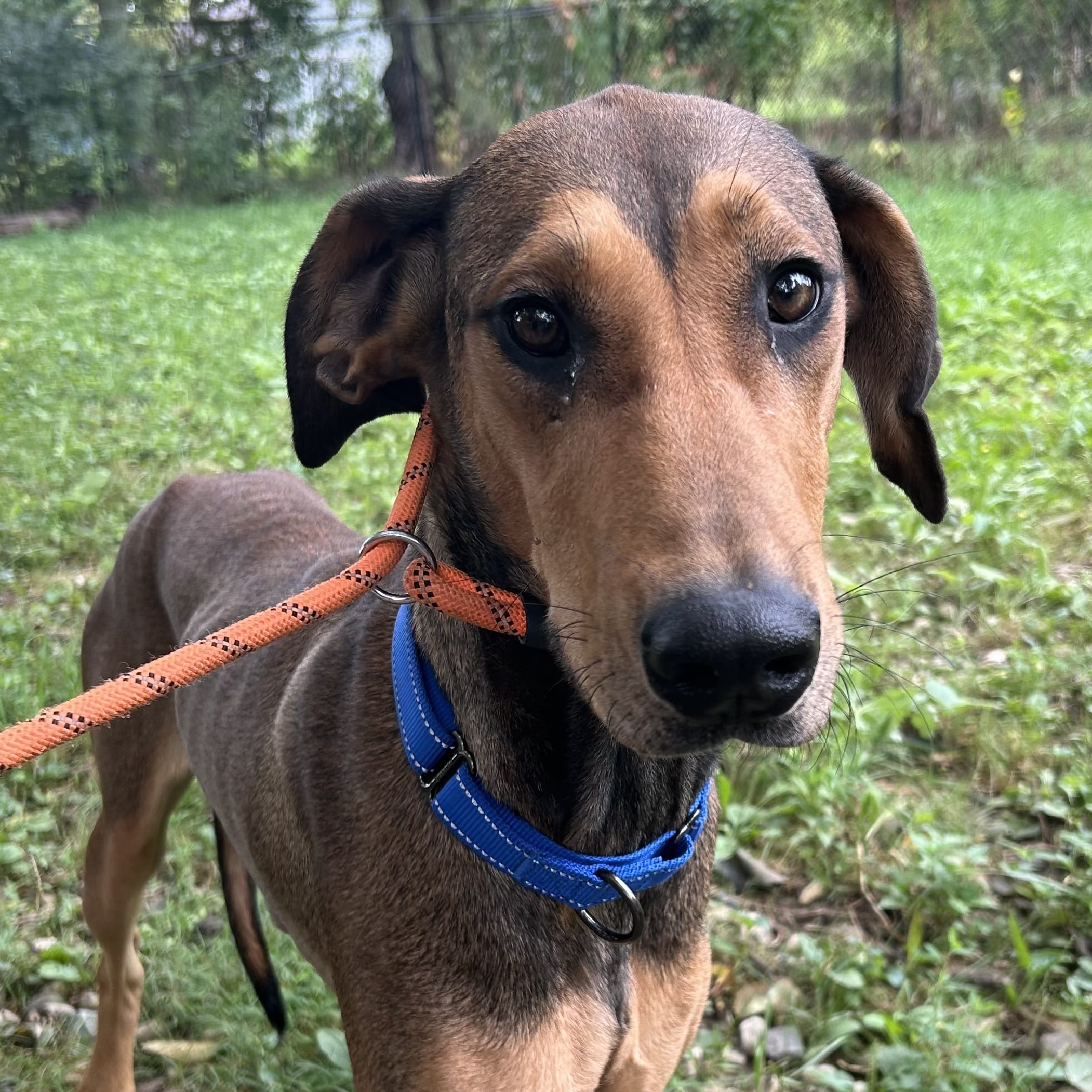 Adopt Scarlett - Juvenile - Doberman Mastiff mix - Needs foster Today ...