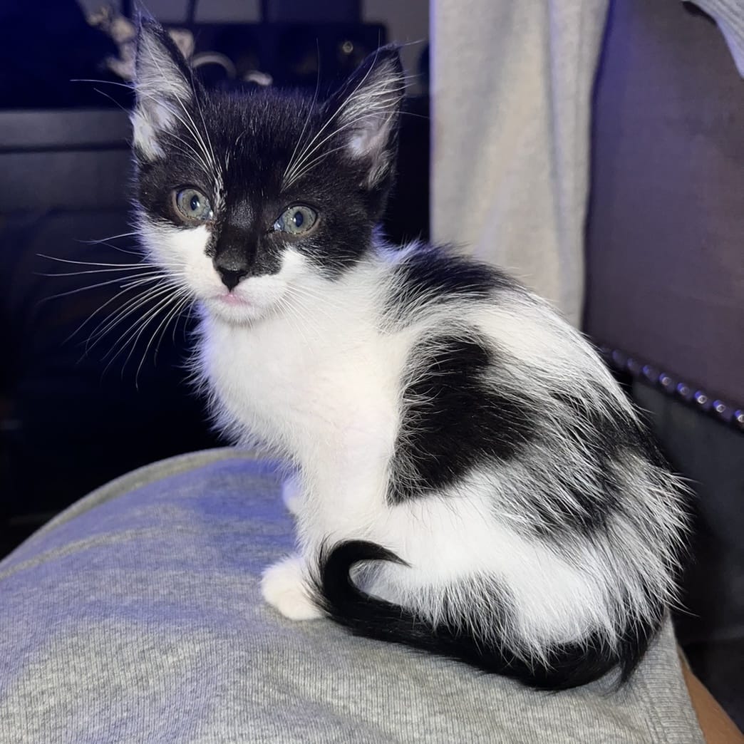 Adopt Beauty Archuleta Today - Find Paw Pal