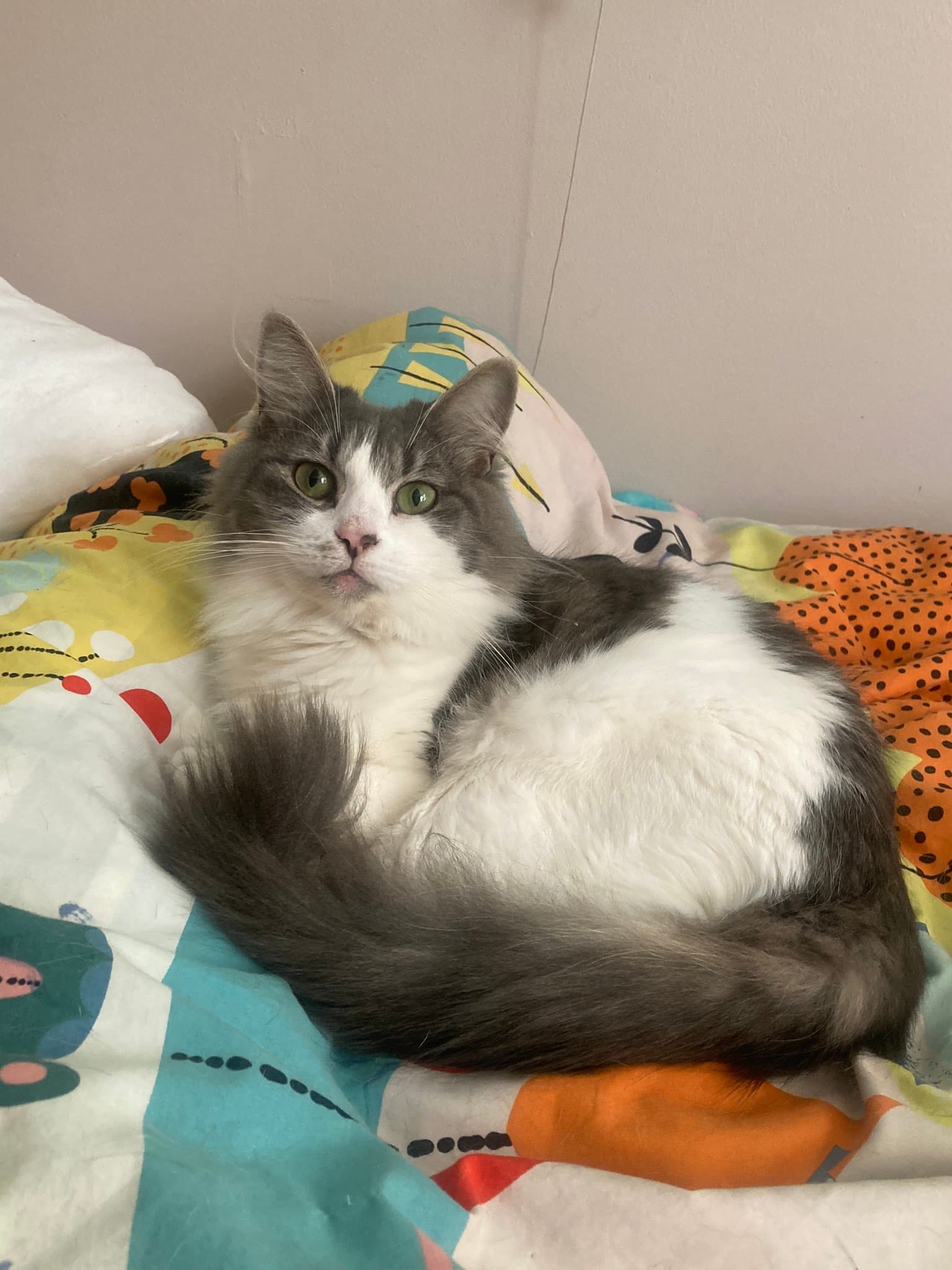 Adopt Zephyr Cathedral Today - Pets TheCountyOffice