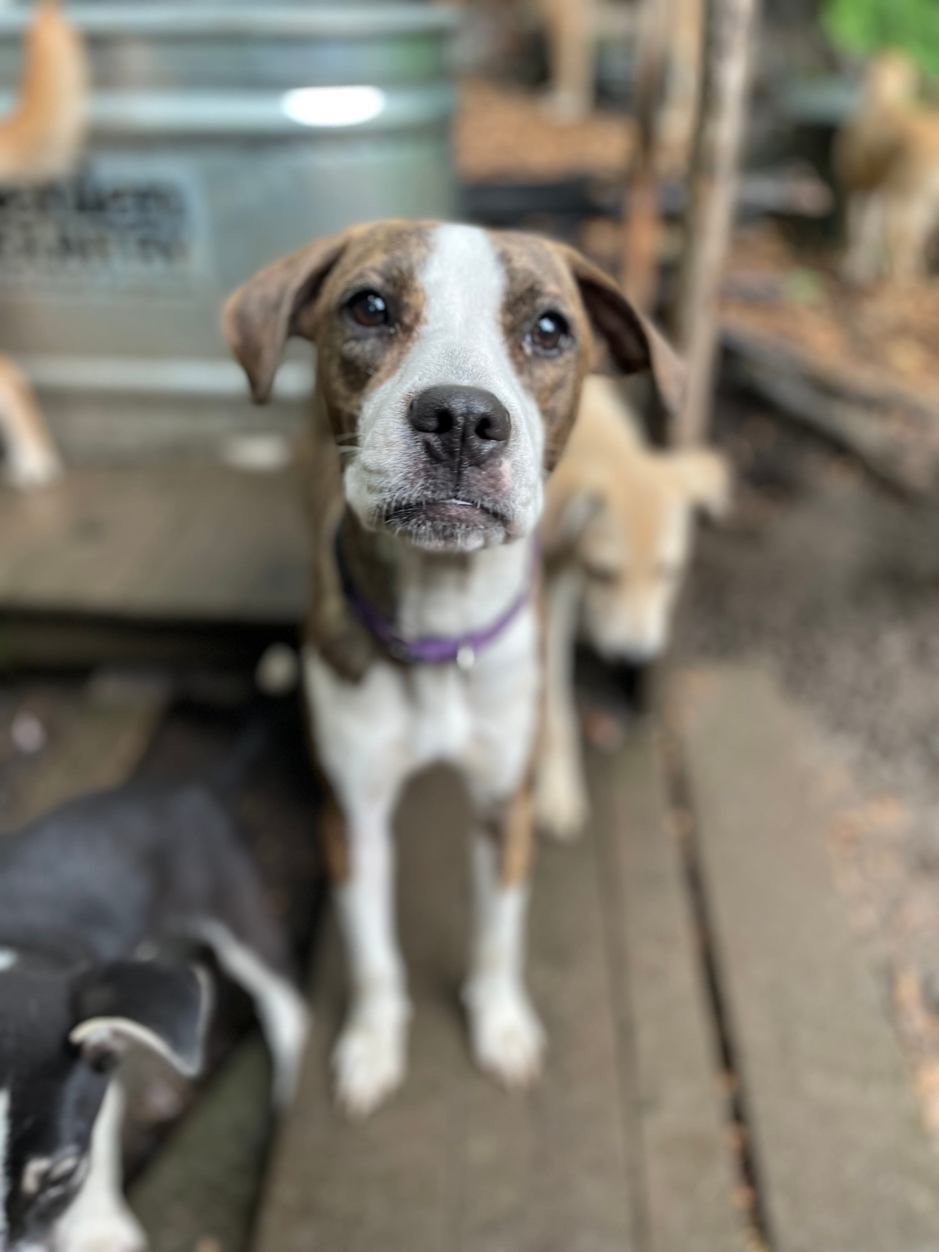 Adopt Hailey Today - Pets TheCountyOffice