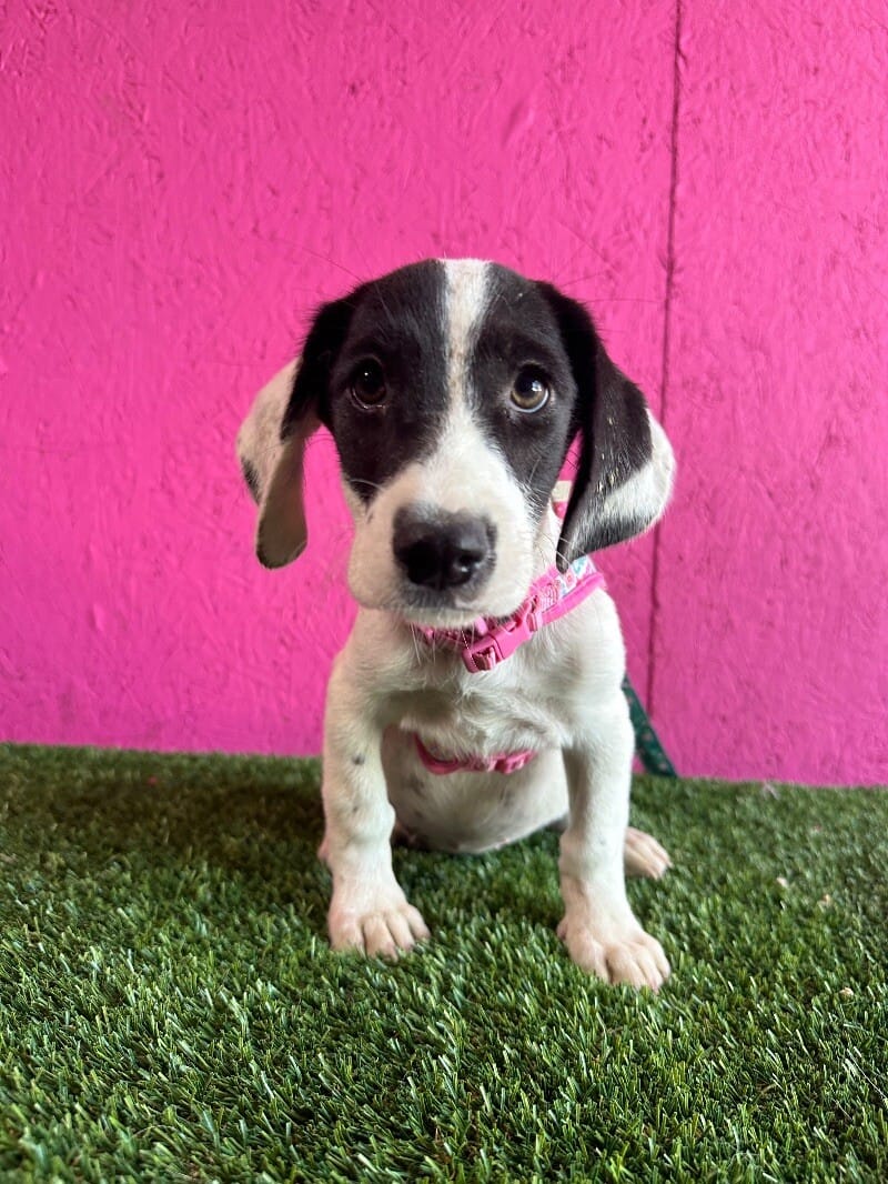 Adopt Panda Today - Pets TheCountyOffice