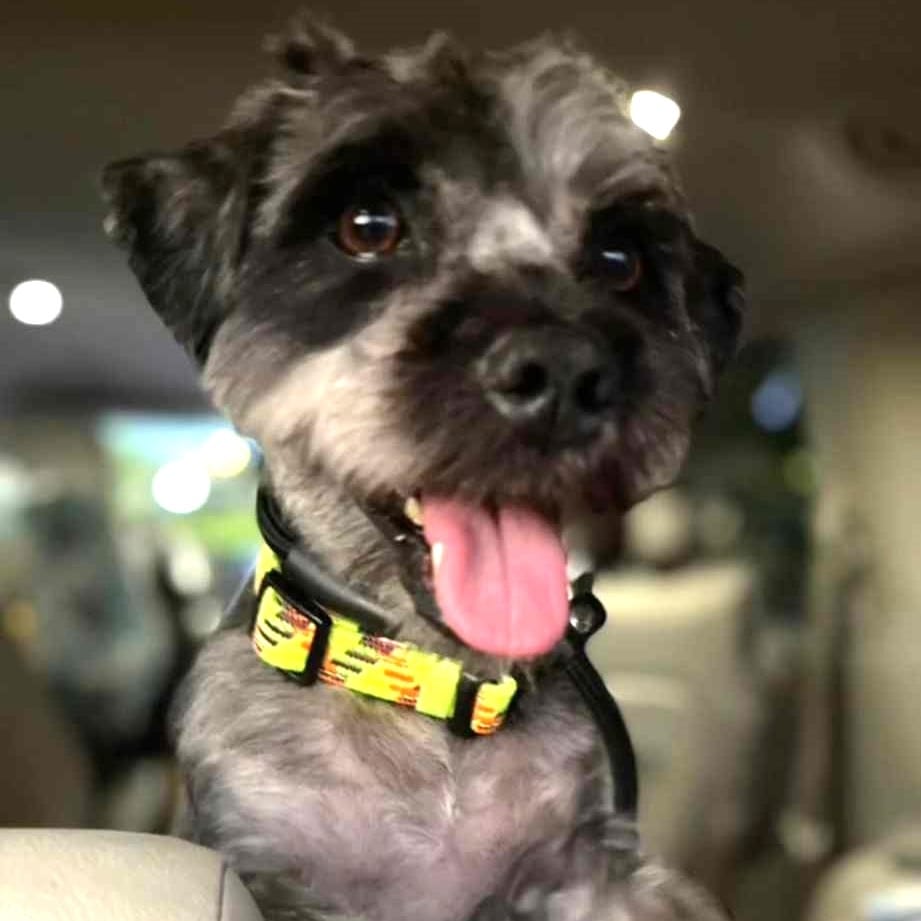 Adopt Archie (aka Archibald) Today - Pets TheCountyOffice