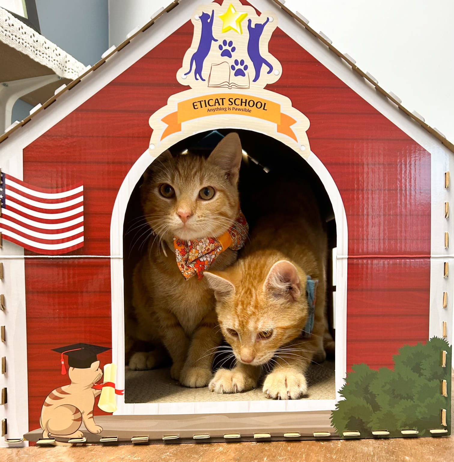 Adopt Kevin Today - Pets TheCountyOffice