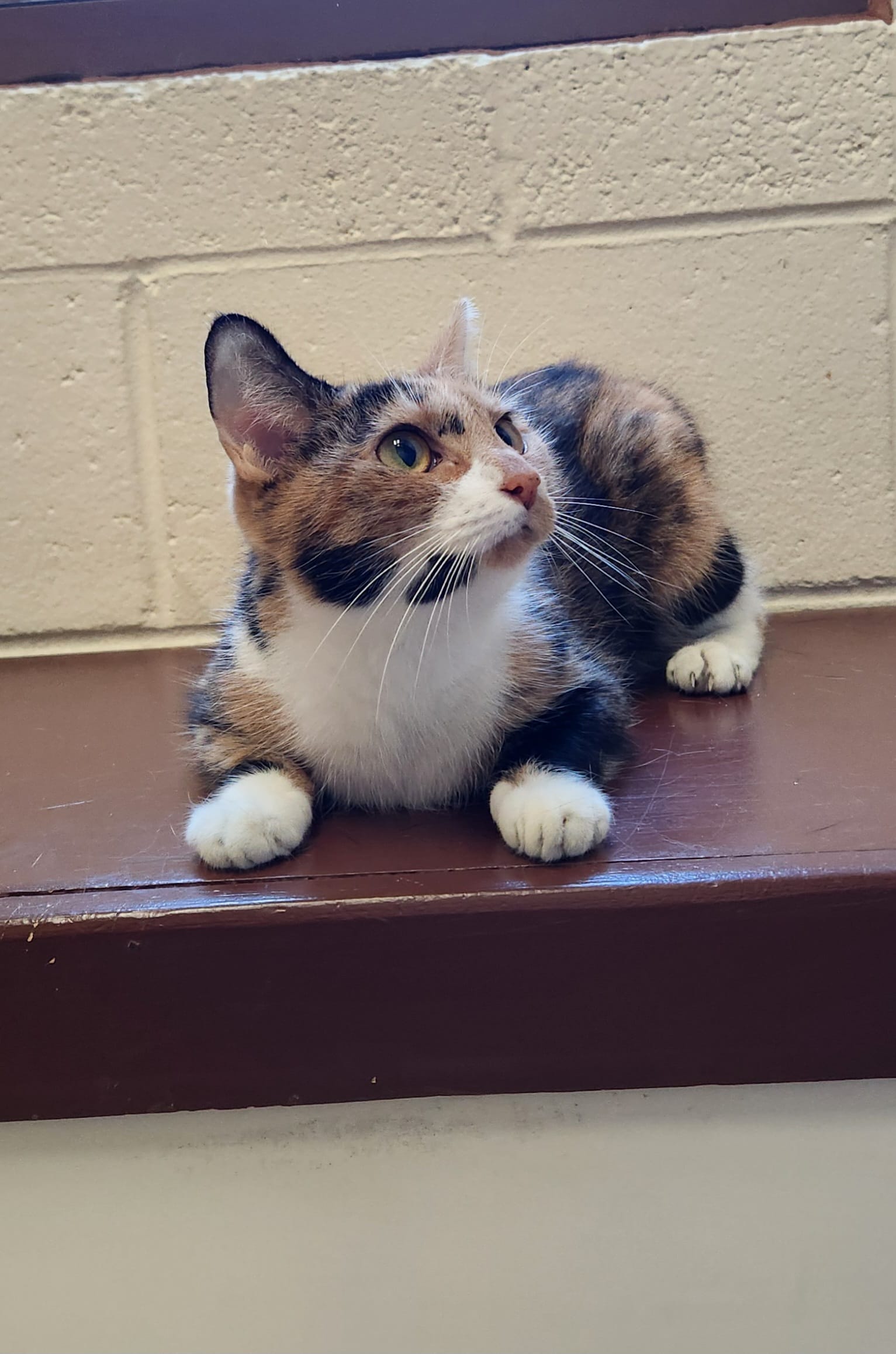 Adopt Toots Today - Pets TheCountyOffice