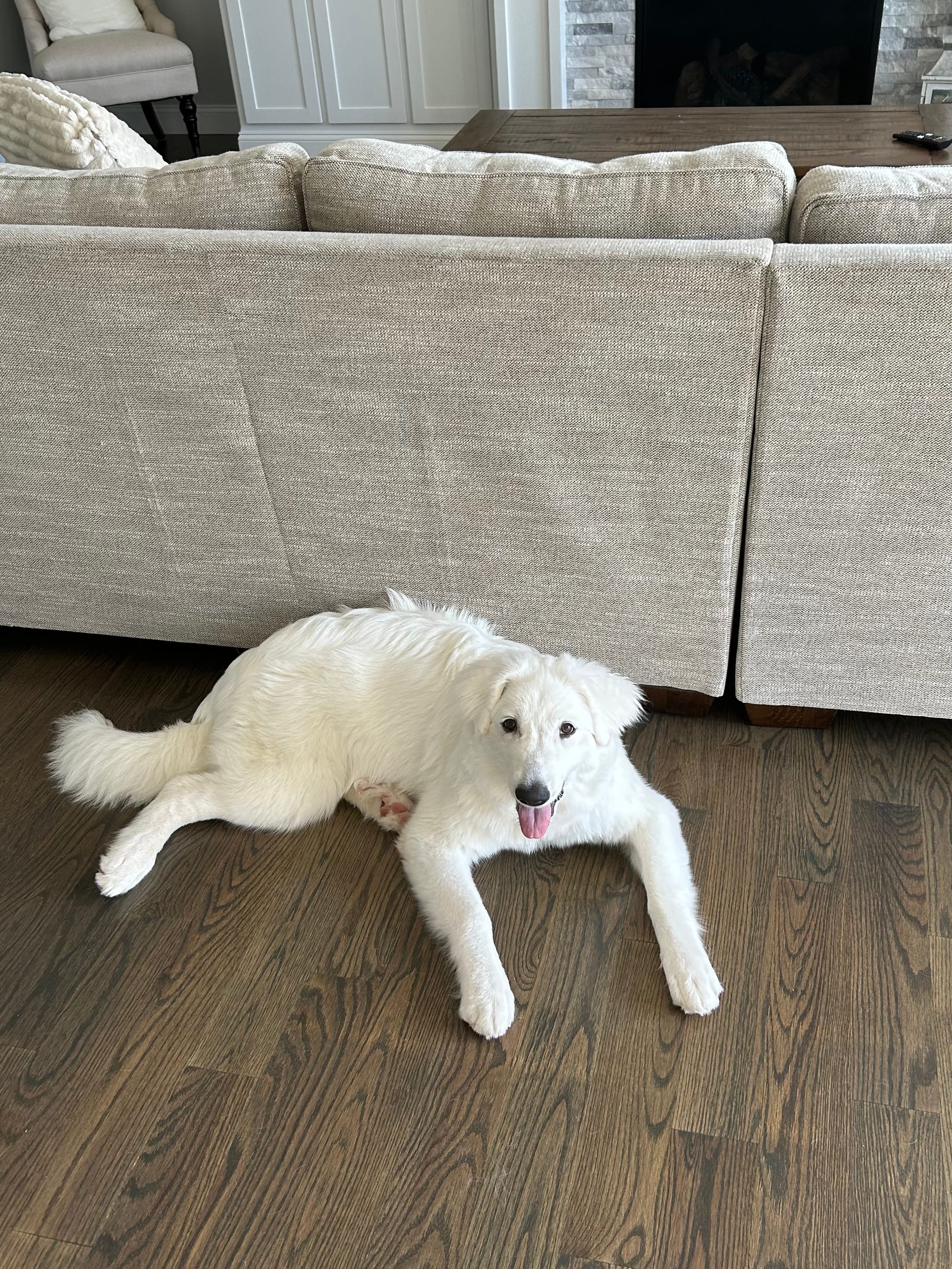 Adopt Courtesy Posting-Marcie Today - Find Paw Pal