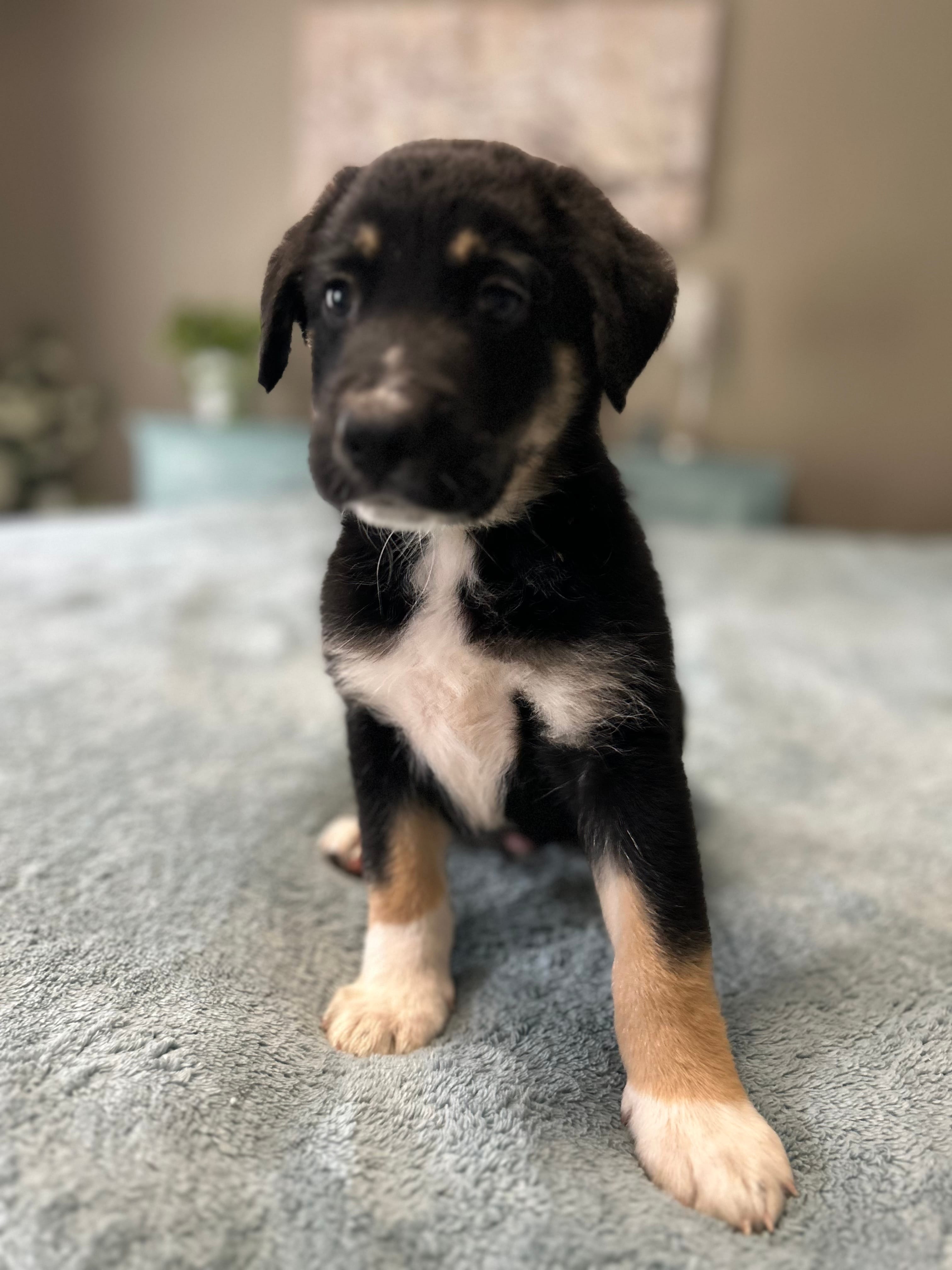 Adopt Waffles Today - Pets TheCountyOffice
