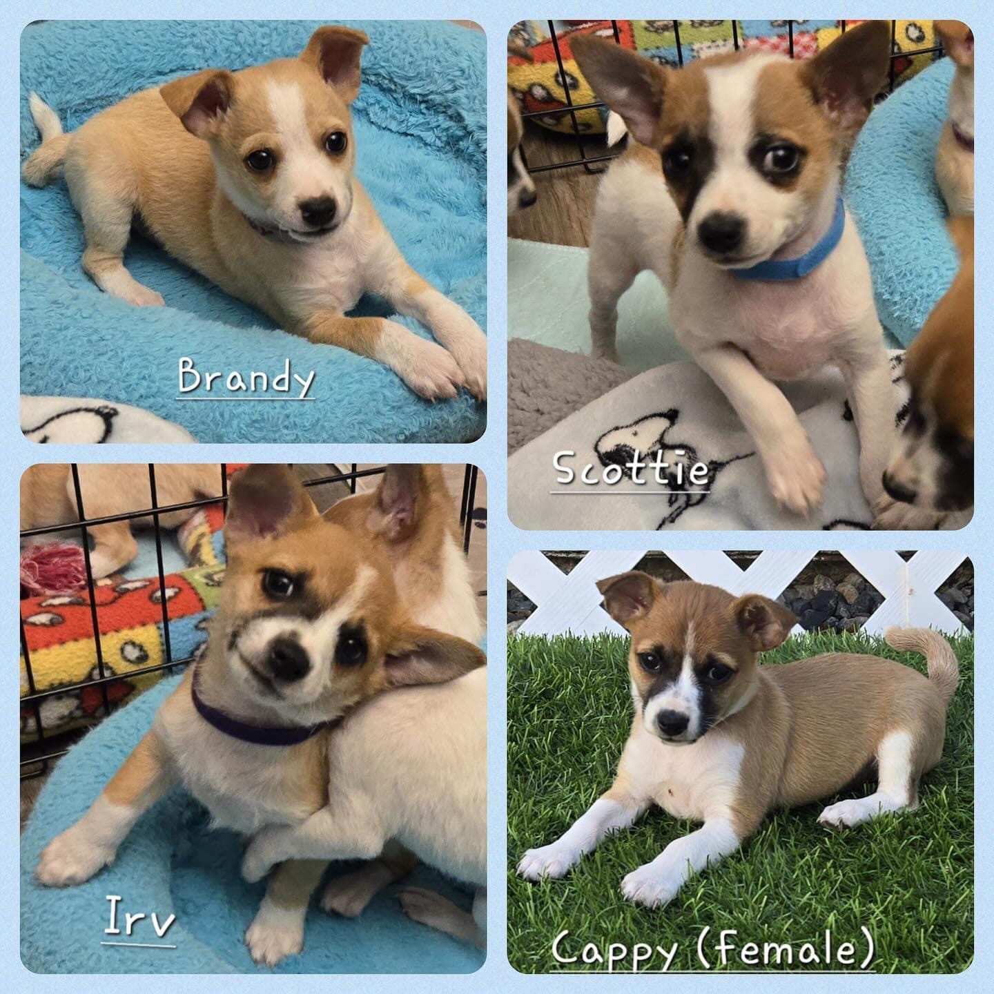 Adopt Scottie, Brandy, Irv, and Cappy Today - Find Paw Pal