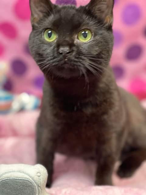 Adopt Buckeye Today - Pets TheCountyOffice
