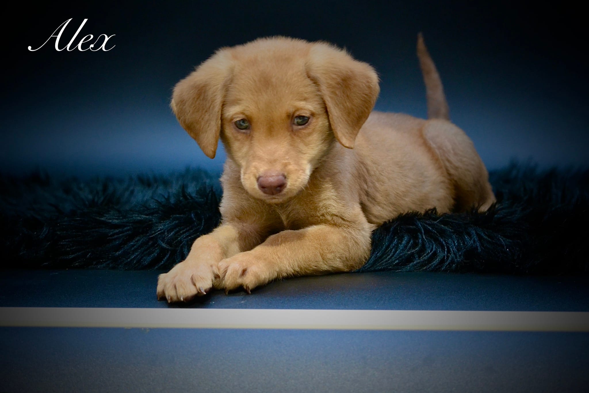 Adopt Alex Today - Pets TheCountyOffice