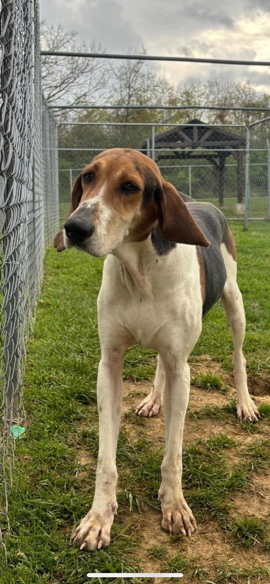 Adopt Petunia Today - Pets TheCountyOffice