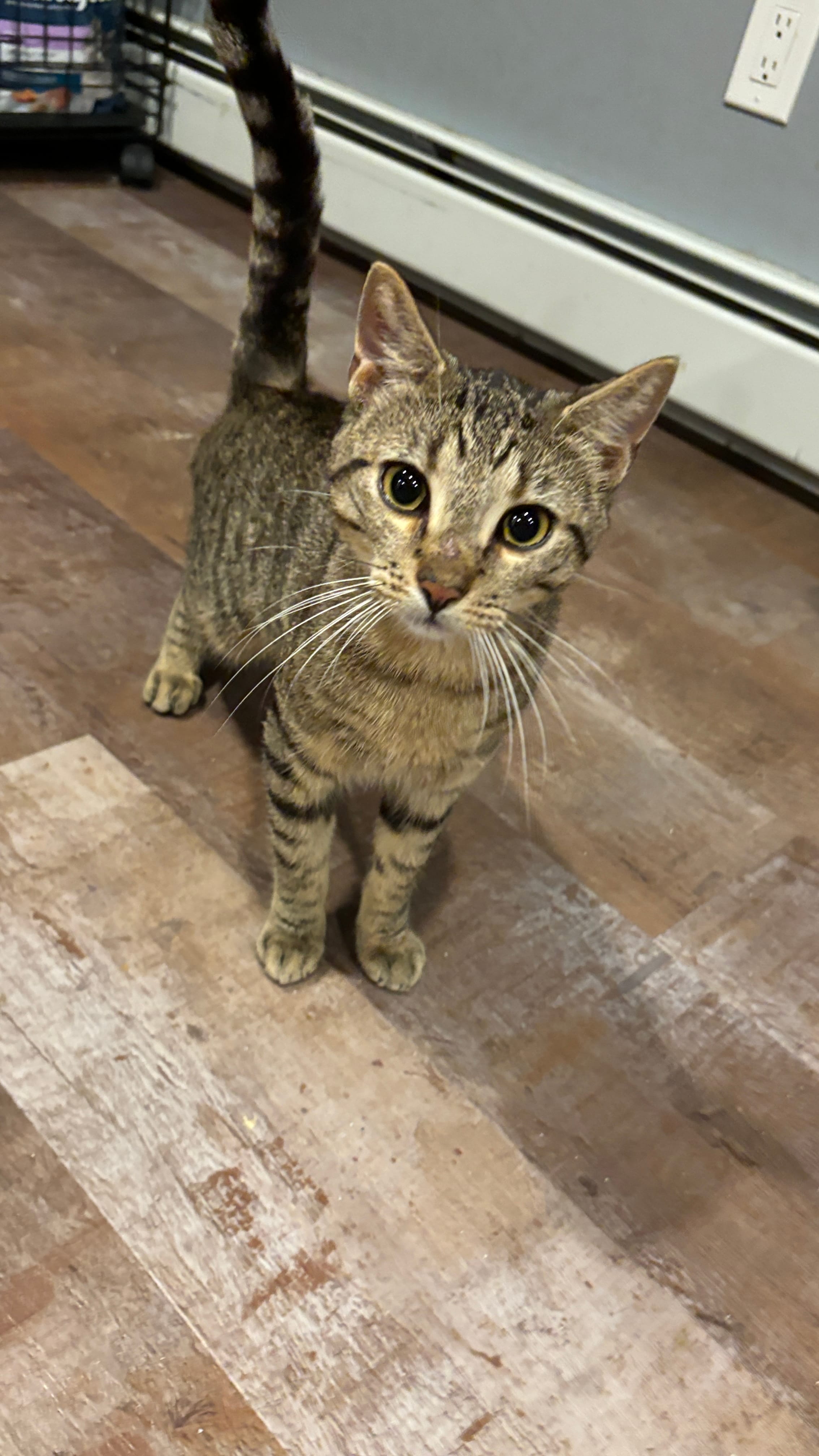 Adopt Keno Today - Pets TheCountyOffice