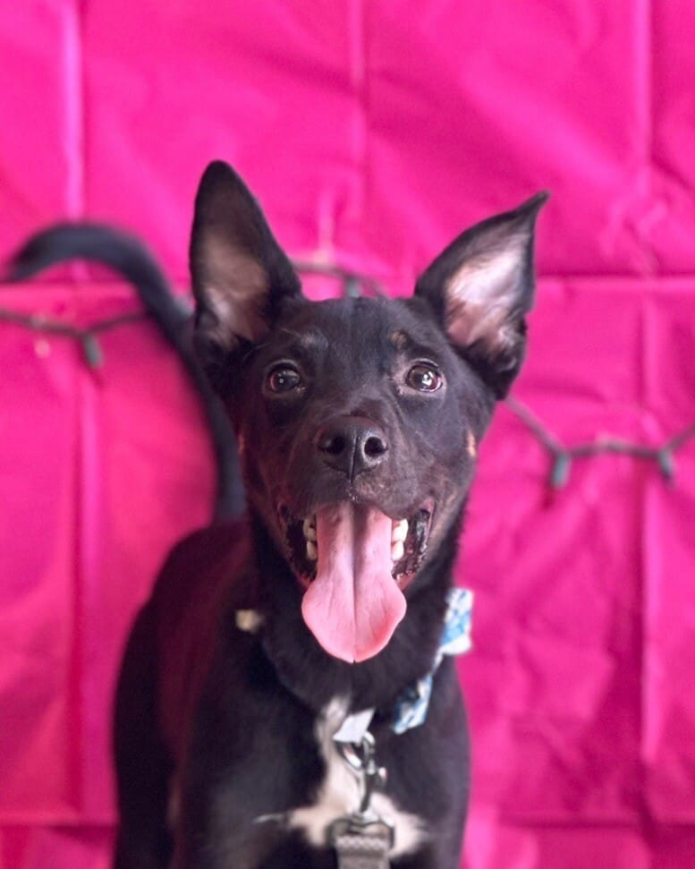 Adopt Wall-e Today - Pets TheCountyOffice