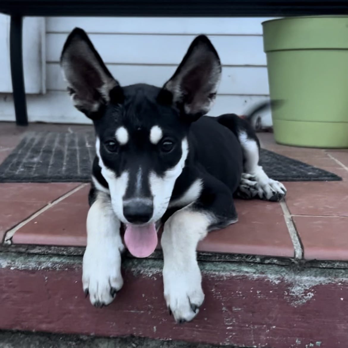 Adopt WREN - ARRIVING IN MAINE SEPTEMBER 7TH Today - Find Paw Pal