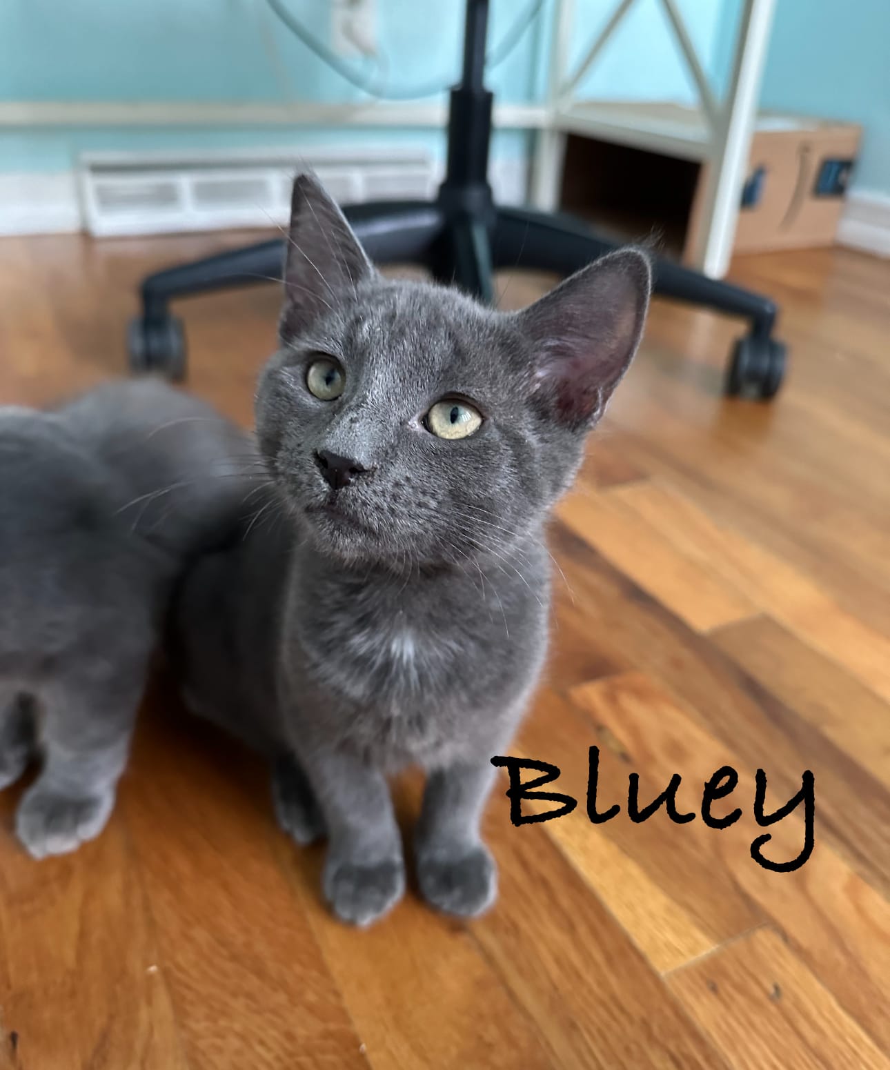 Adopt Bluey & Grizzly Today - Find Paw Pal