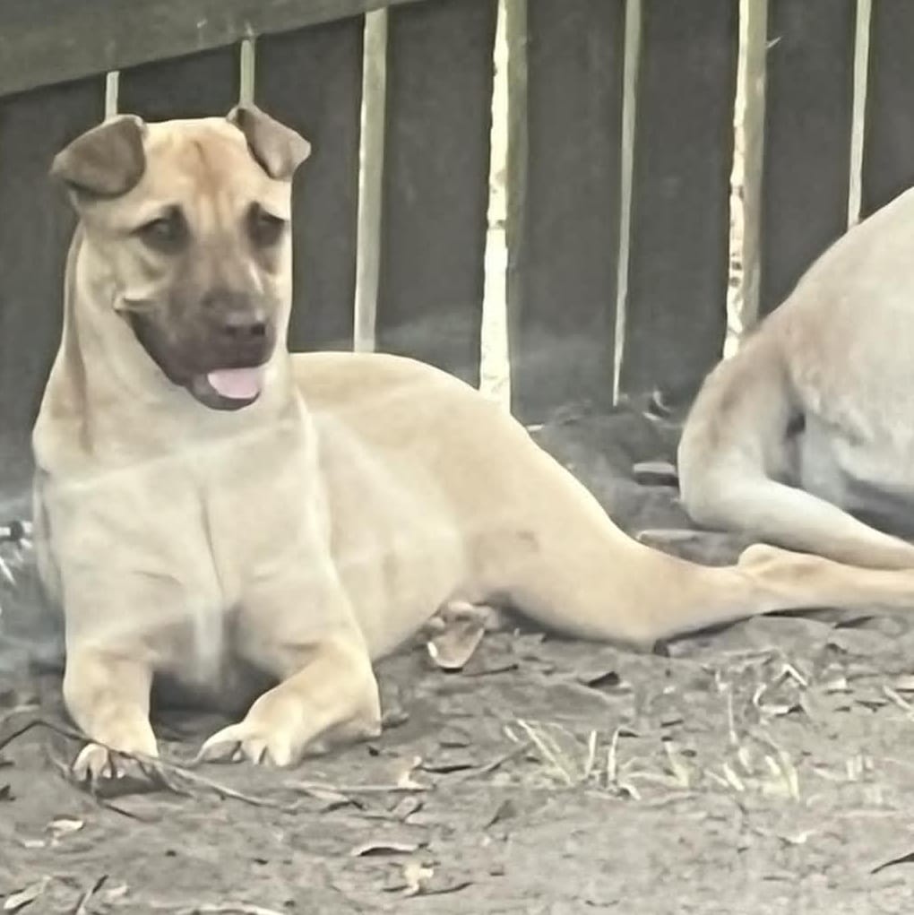 Adopt Hazel Girl Today Find Paw Pal 9927