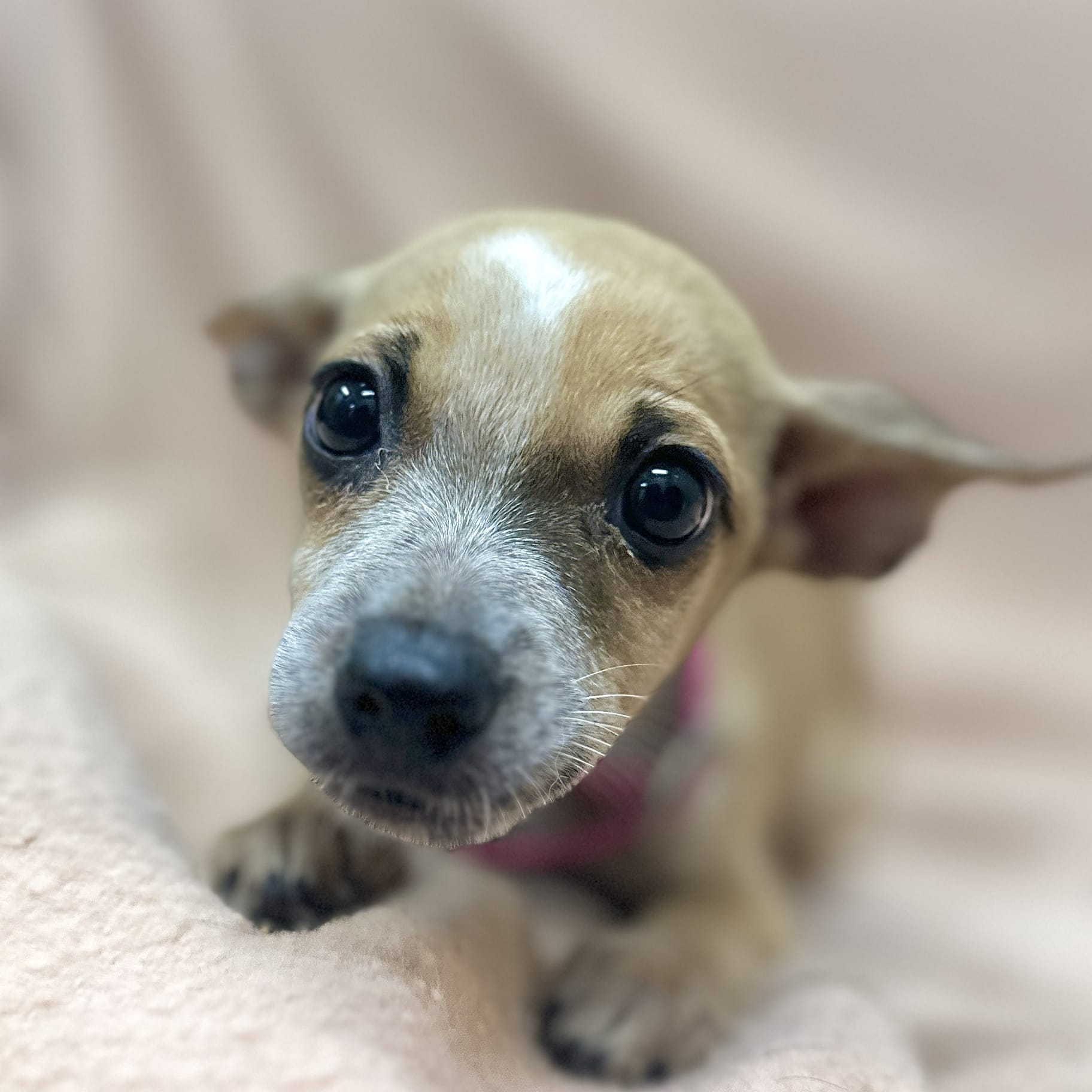 Adopt Apple Today - Pets TheCountyOffice