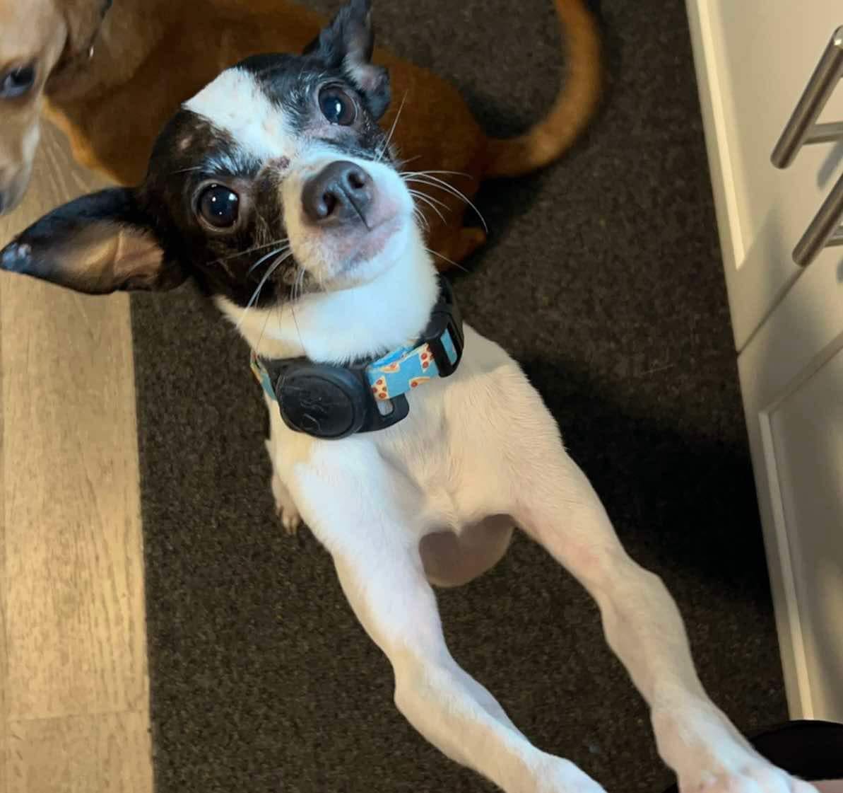 Adopt Paco Today - Pets TheCountyOffice
