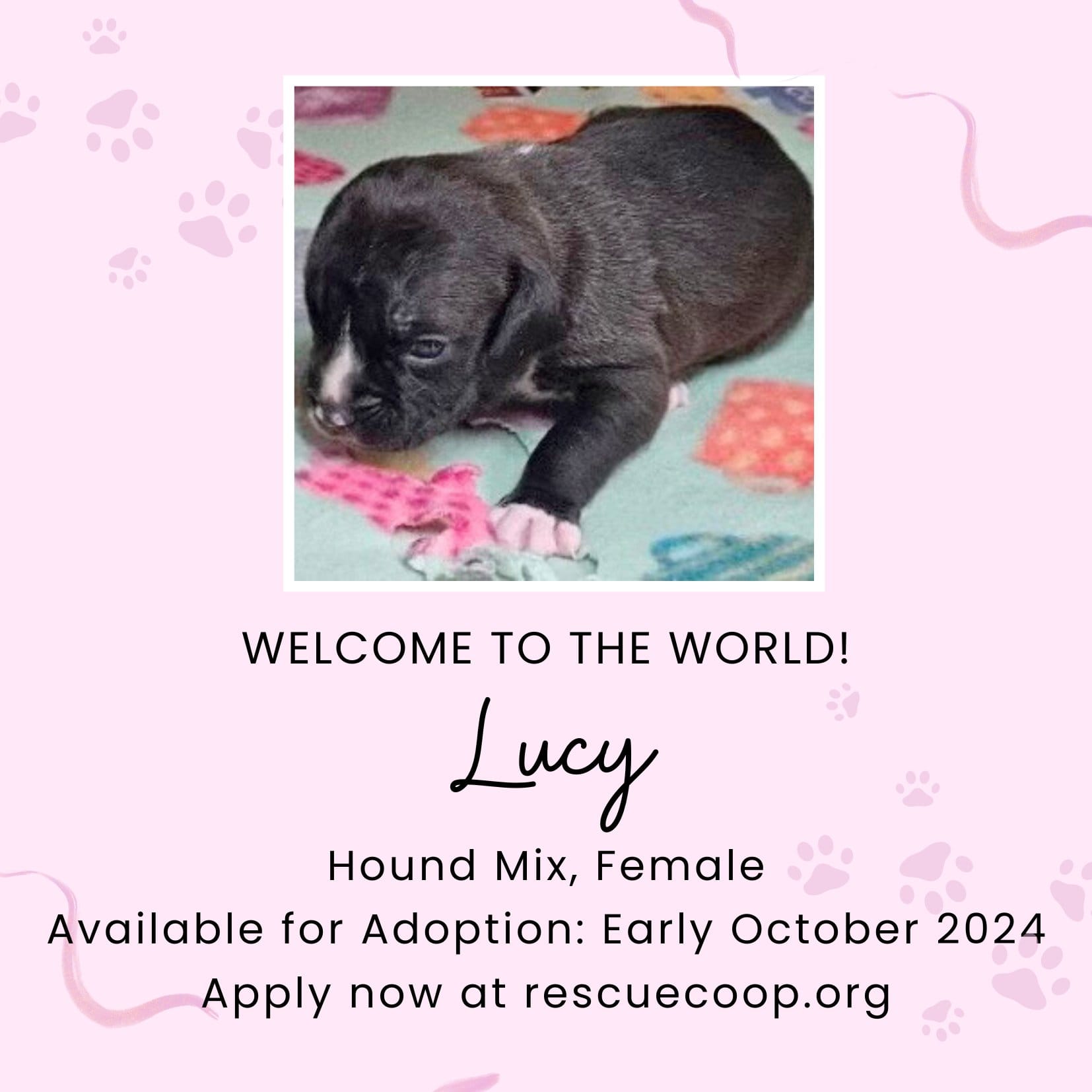Adopt Puppy Lucy- Ready to go home in 4 weeks! Today - Find Paw Pal