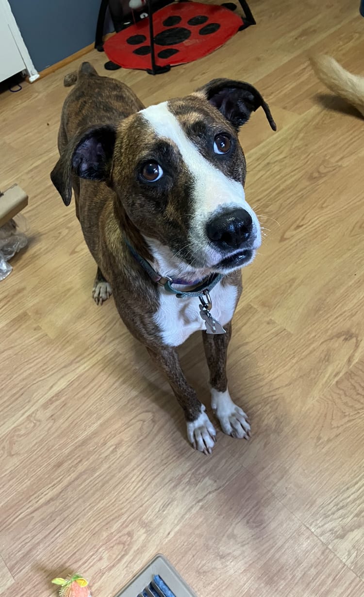 Adopt Jimmy Today - Pets TheCountyOffice