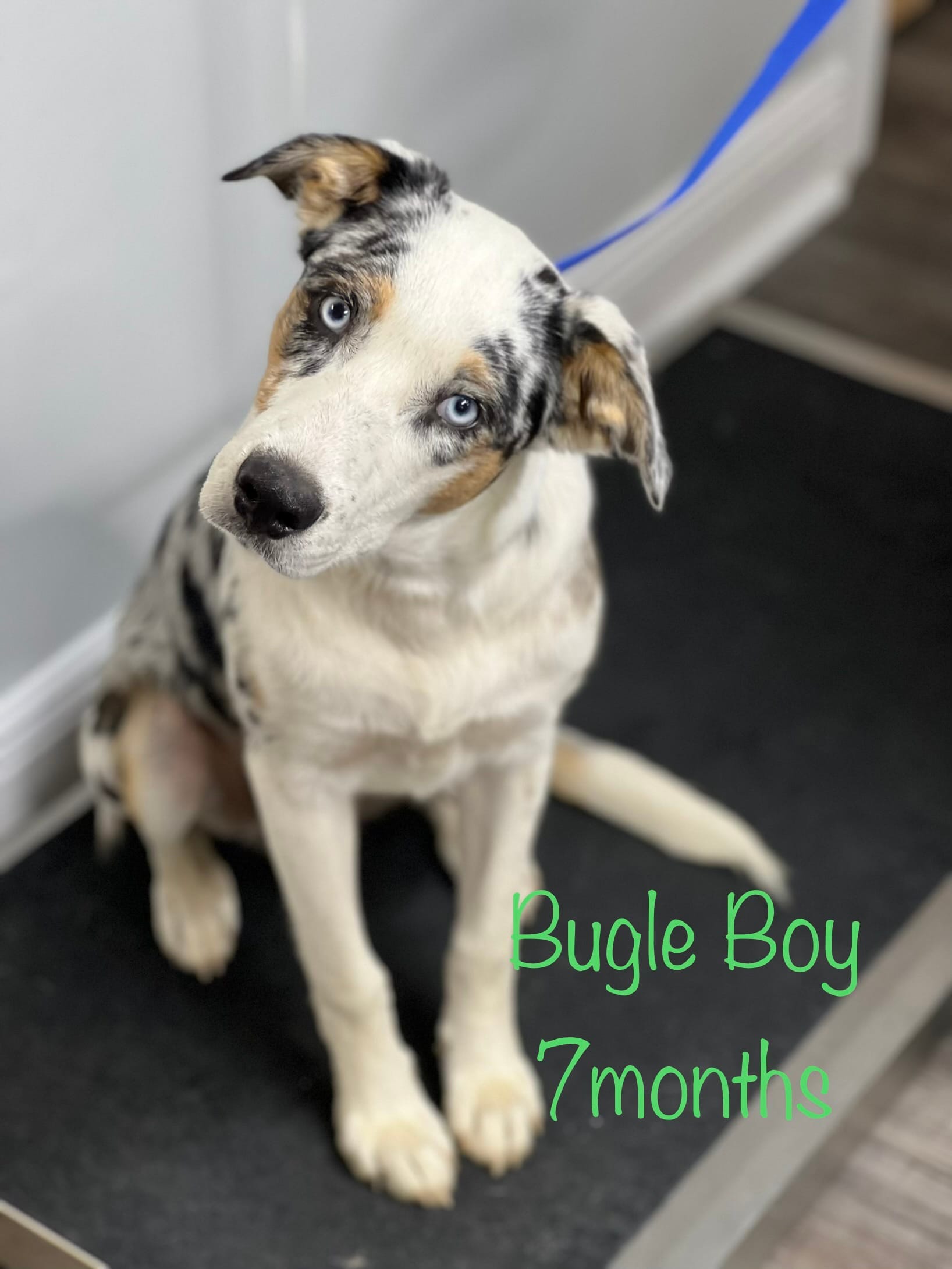 Adopt Bugle boy Today - Pets TheCountyOffice